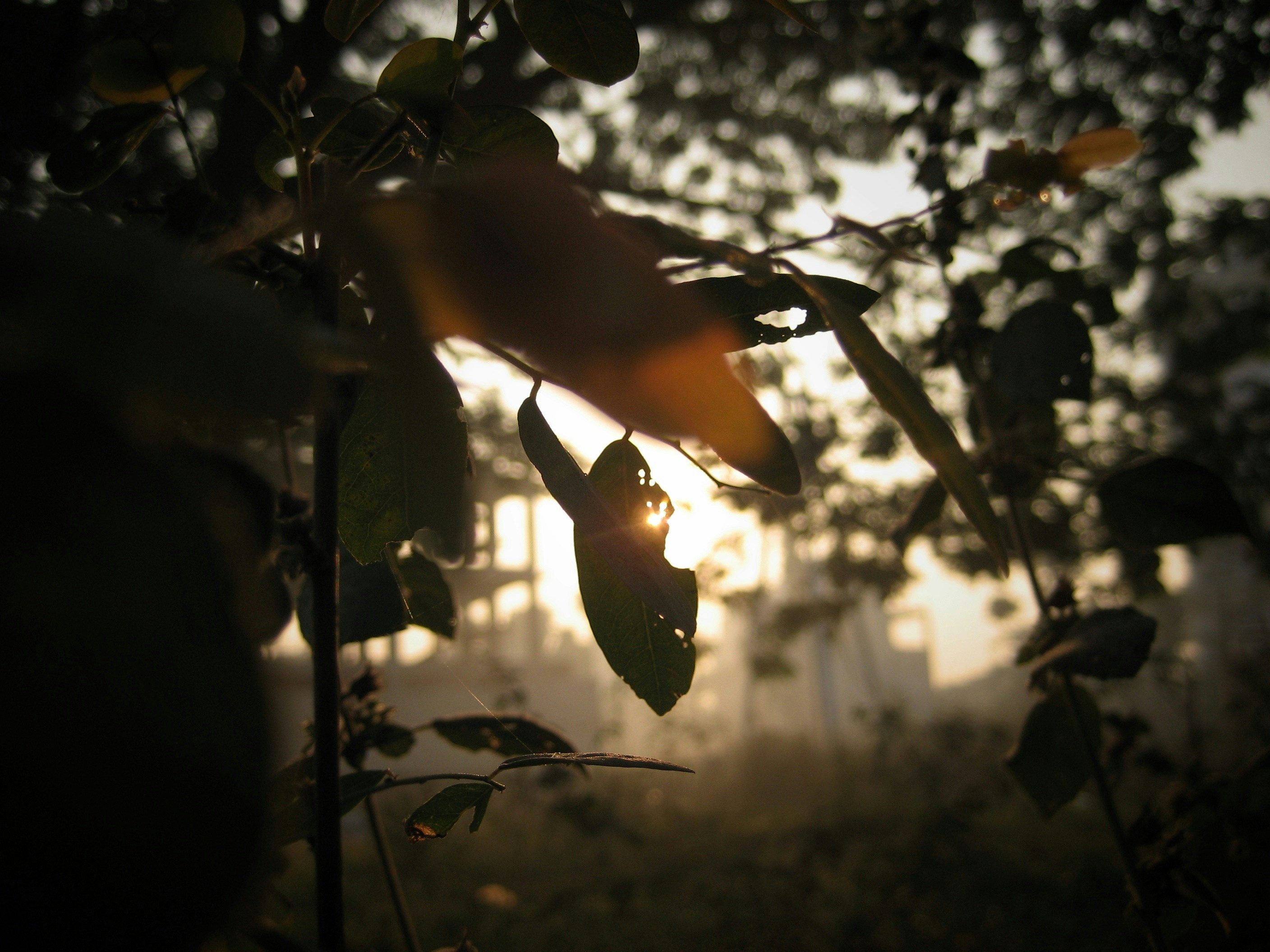 green leaves during day time
