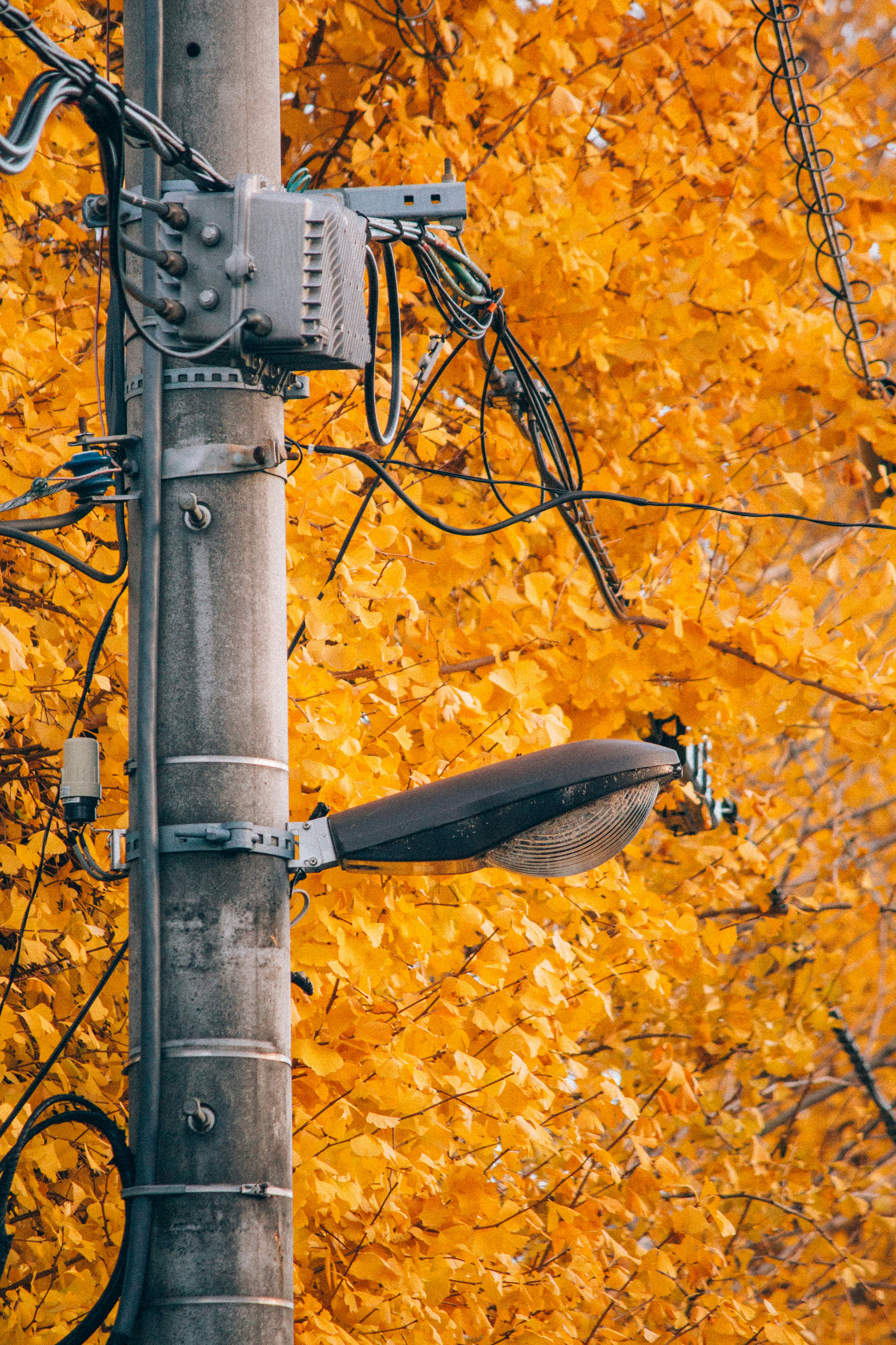 Golden Leaves and Wire: A Streetlight Portrait on a Weathered Pole