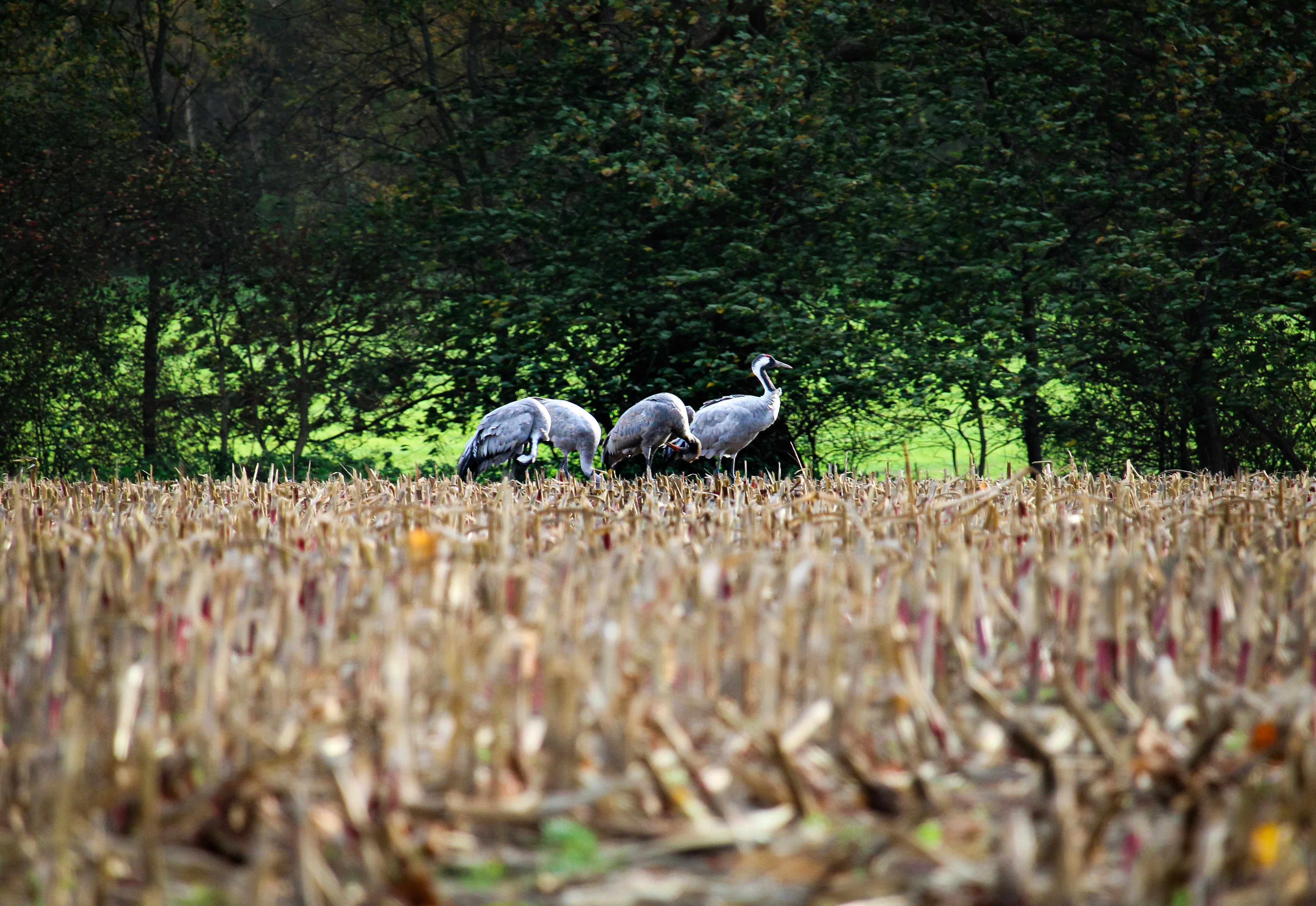 Three Cranes at the Edge of a Harvest Field