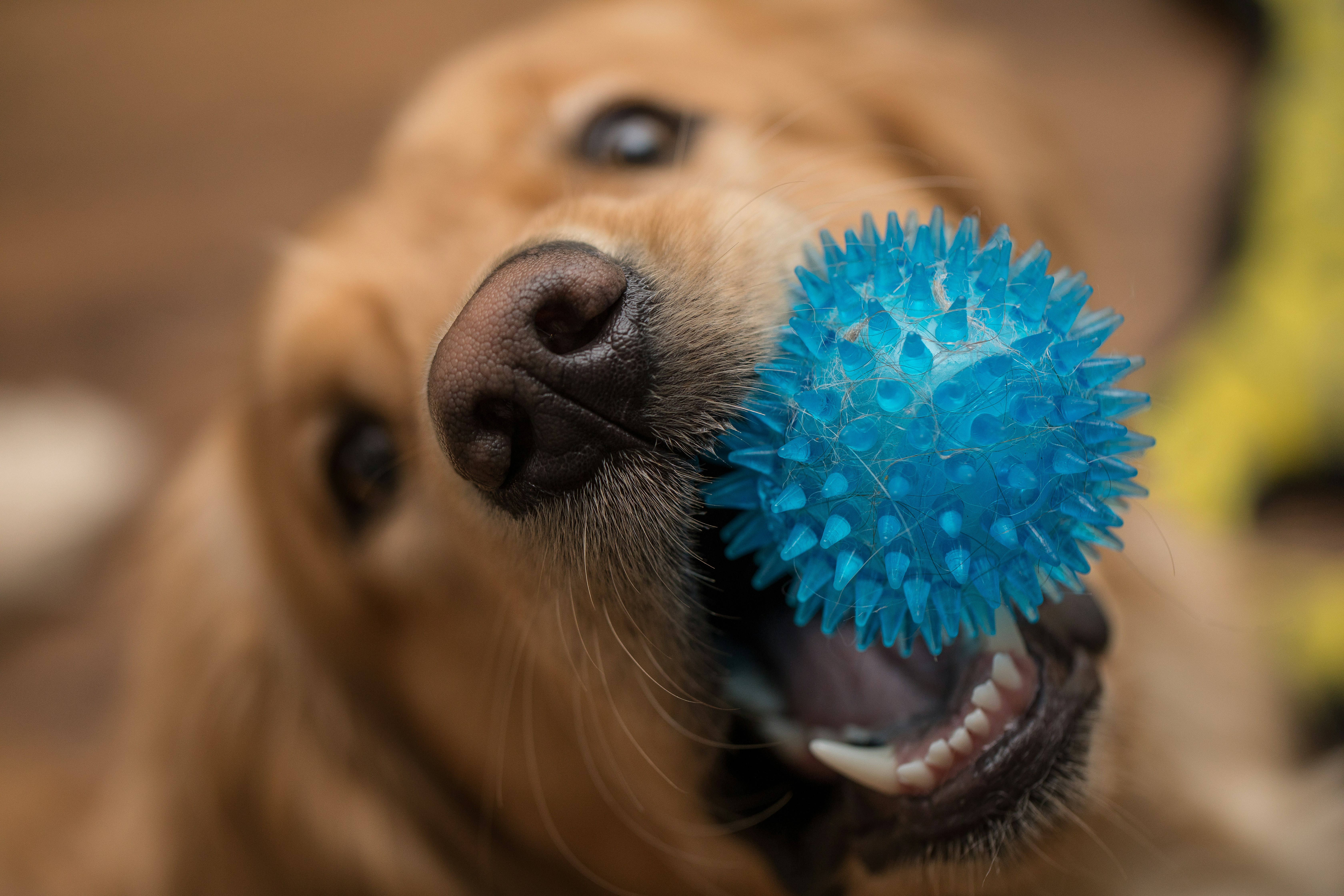 Golden retriever joyfully holding a blue spiky ball in its mouth, showcasing playful energy and excitement.
