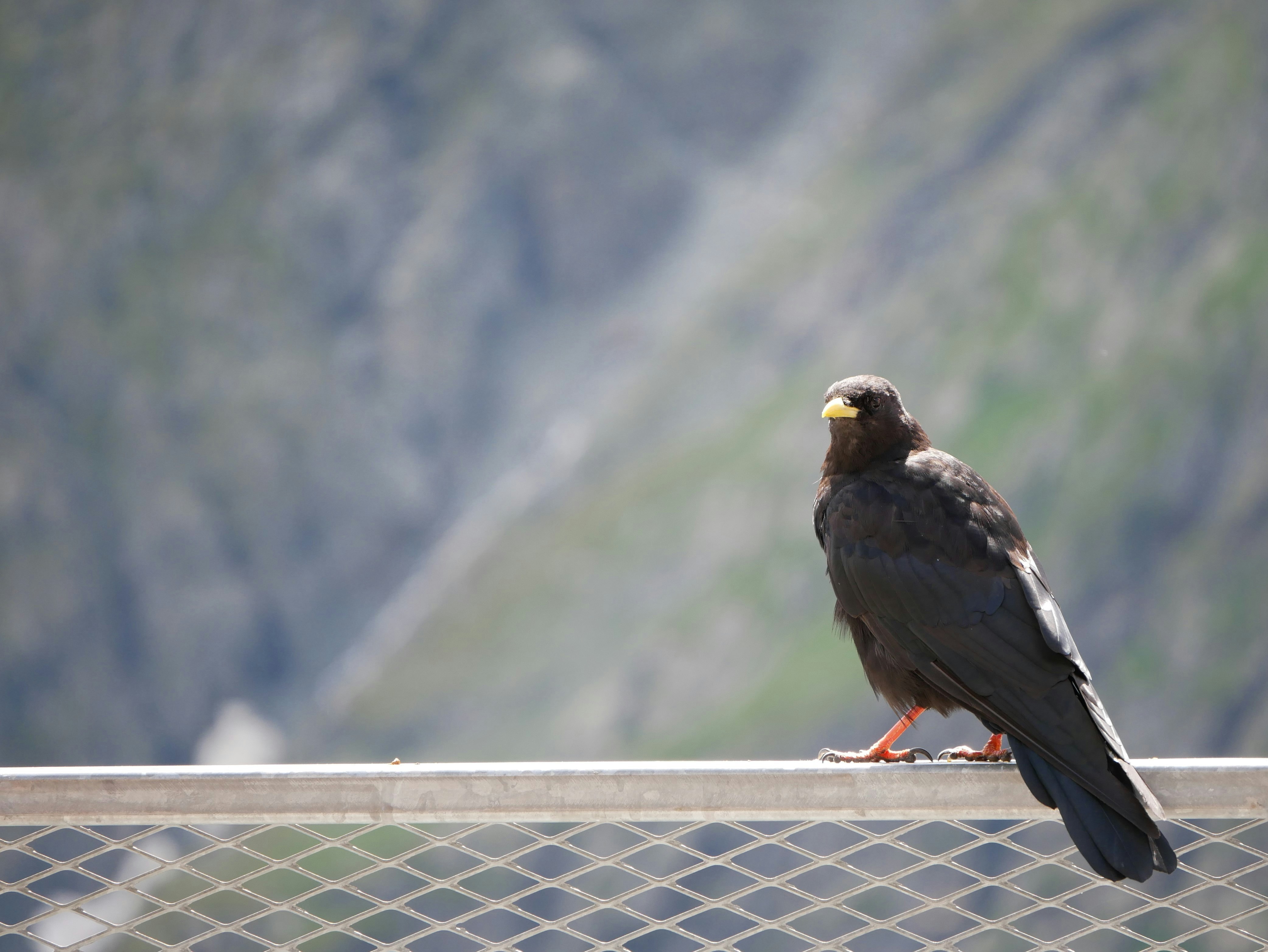 Raven on a Weathered Railing with a Looming Alpine Backdrop