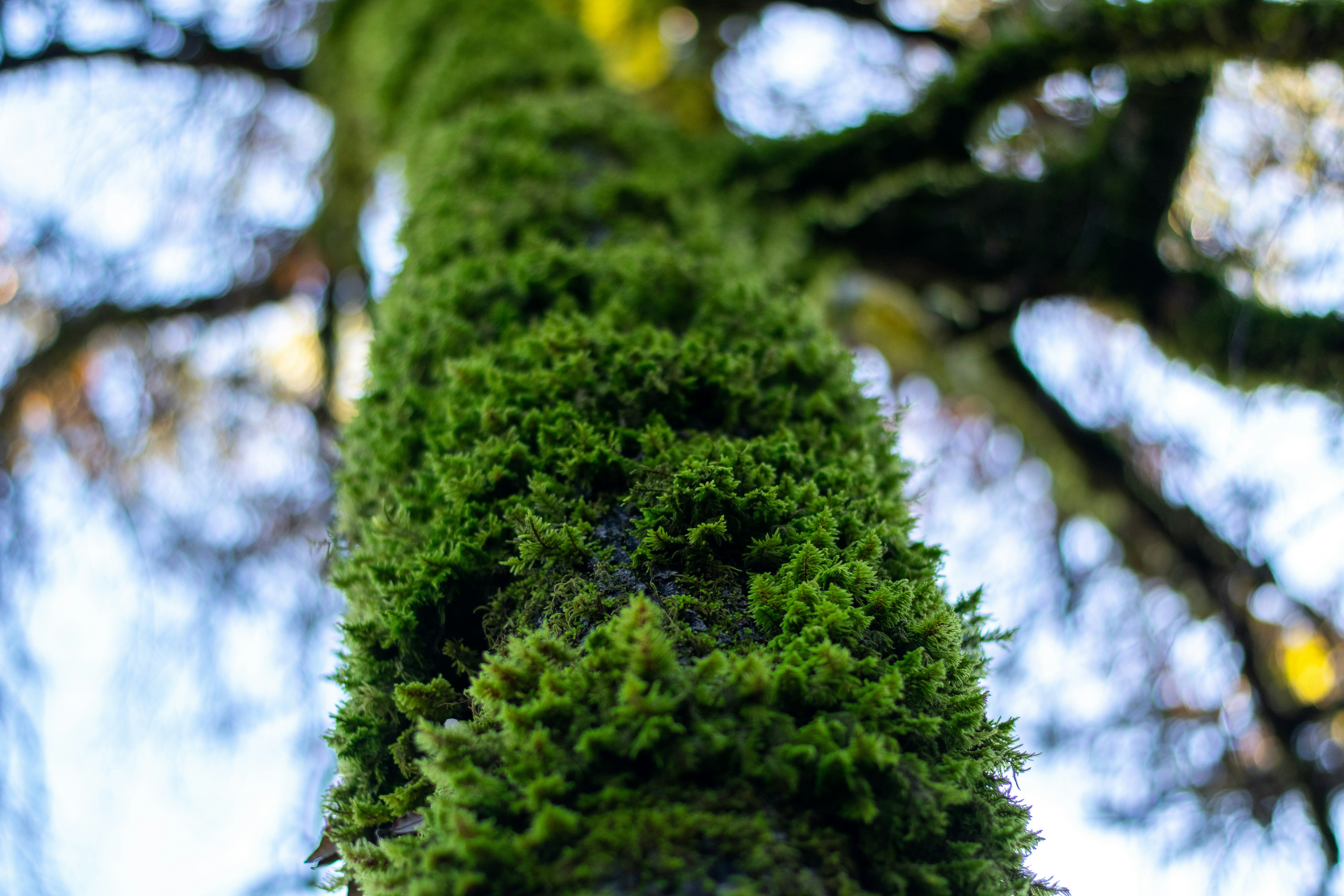 Green moss on tree branch photo – Free Green Image on Unsplash