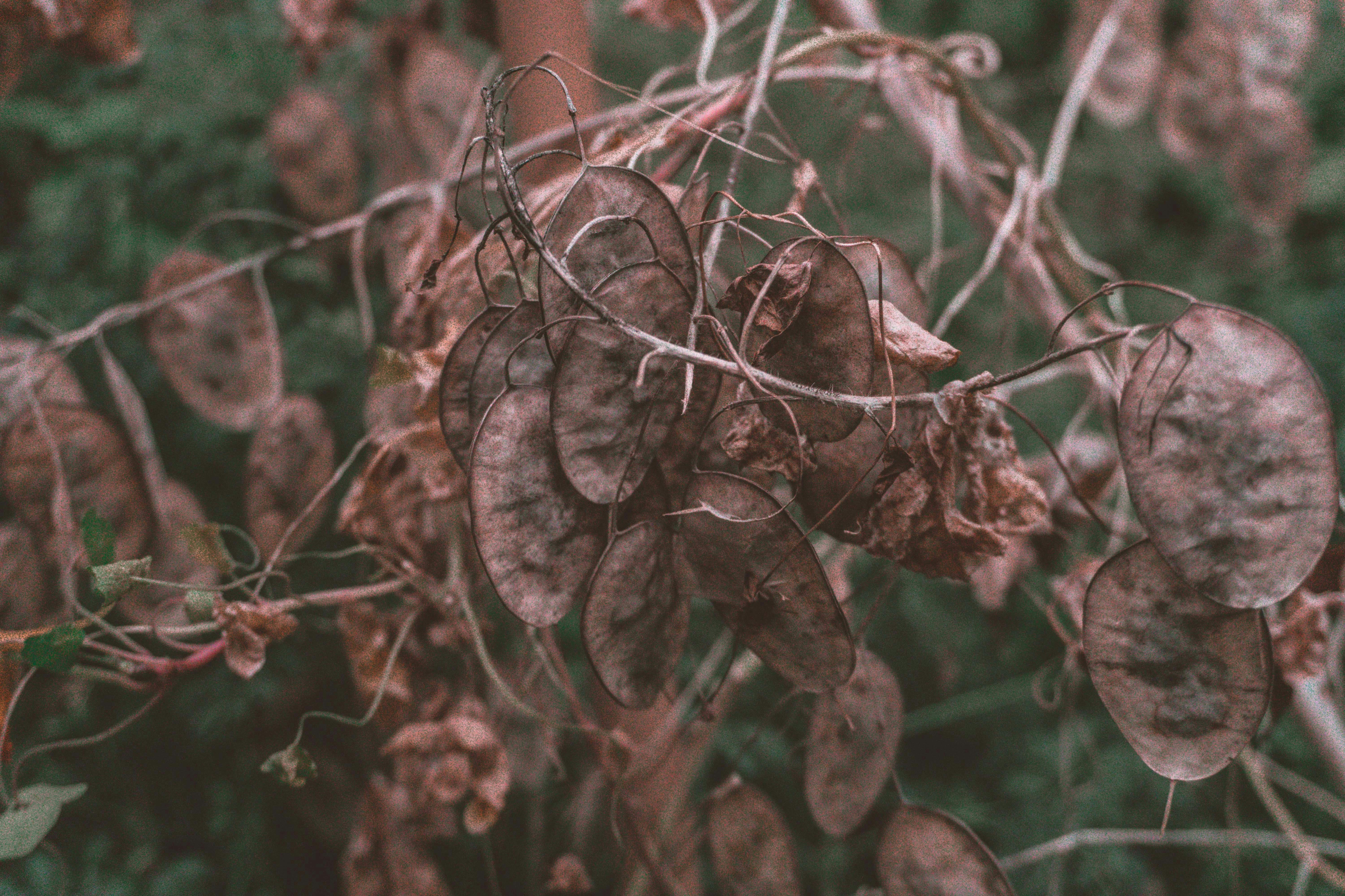 Dried seed pods clinging to their branches, showcasing the intricate textures and muted colors of late autumn foliage.