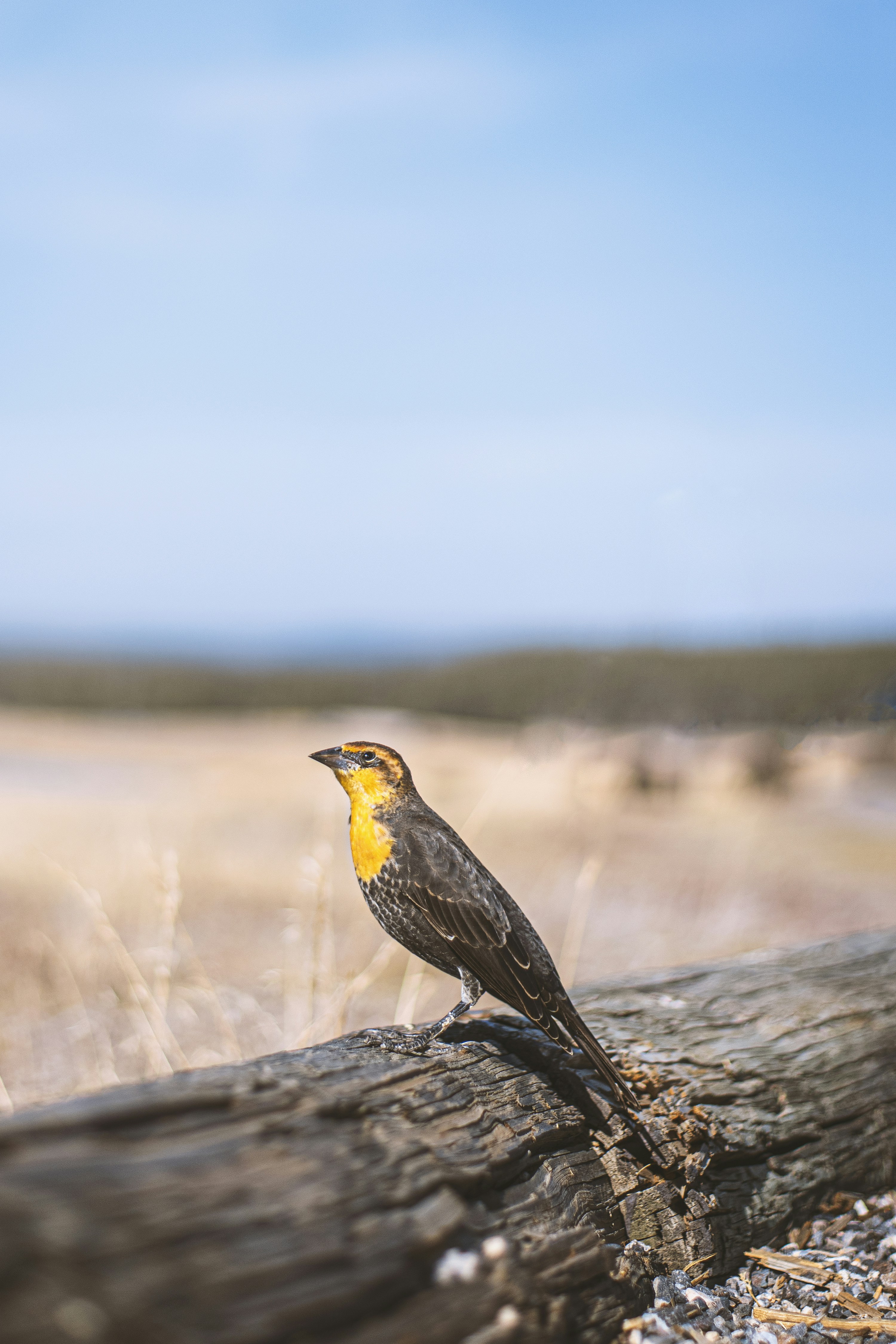 brown bird on gray rock during daytime