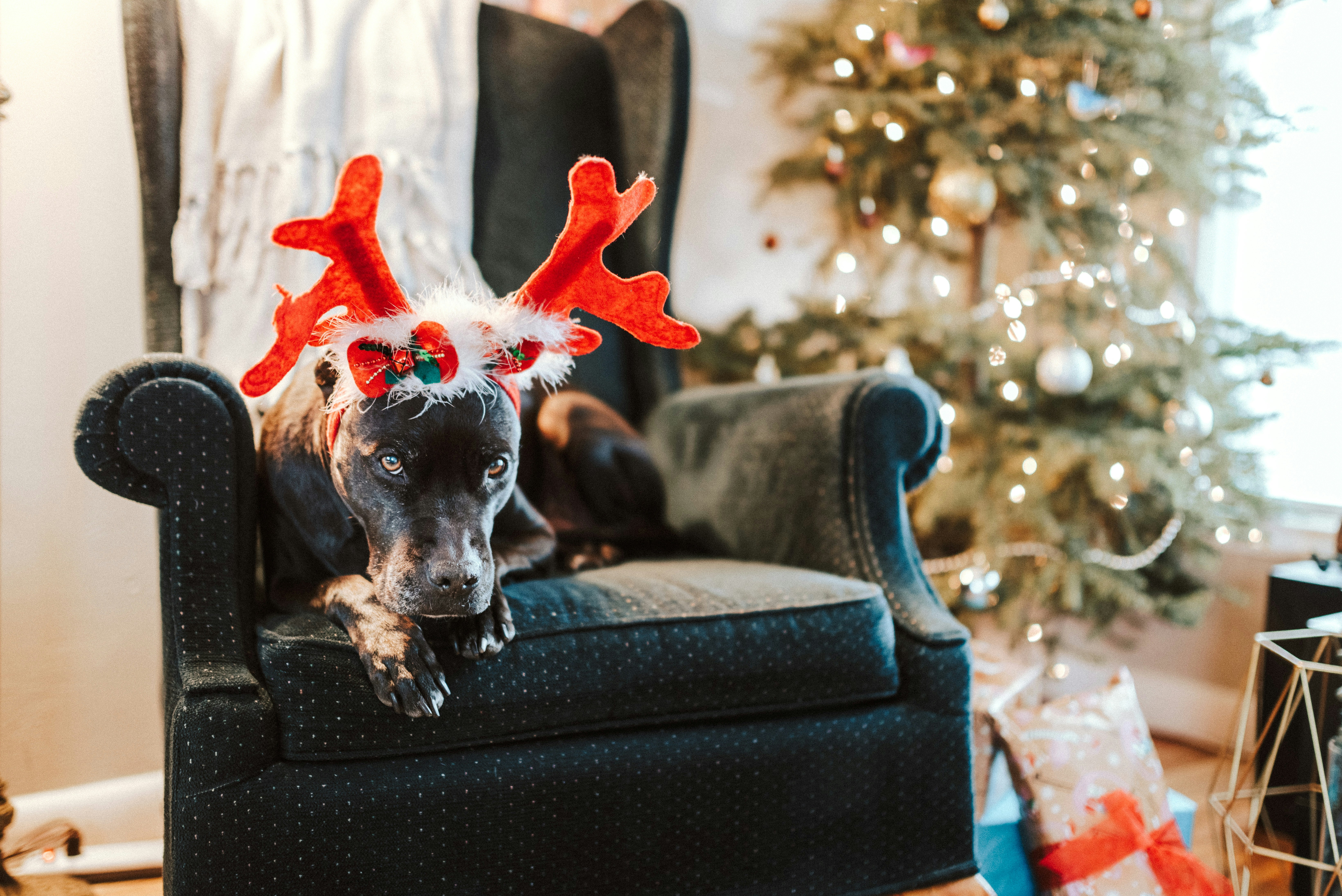 A playful dog with antlers lounges on a plush chair, surrounded by holiday decorations and a Christmas tree. Brightly wrapped gifts add to the festive atmosphere.