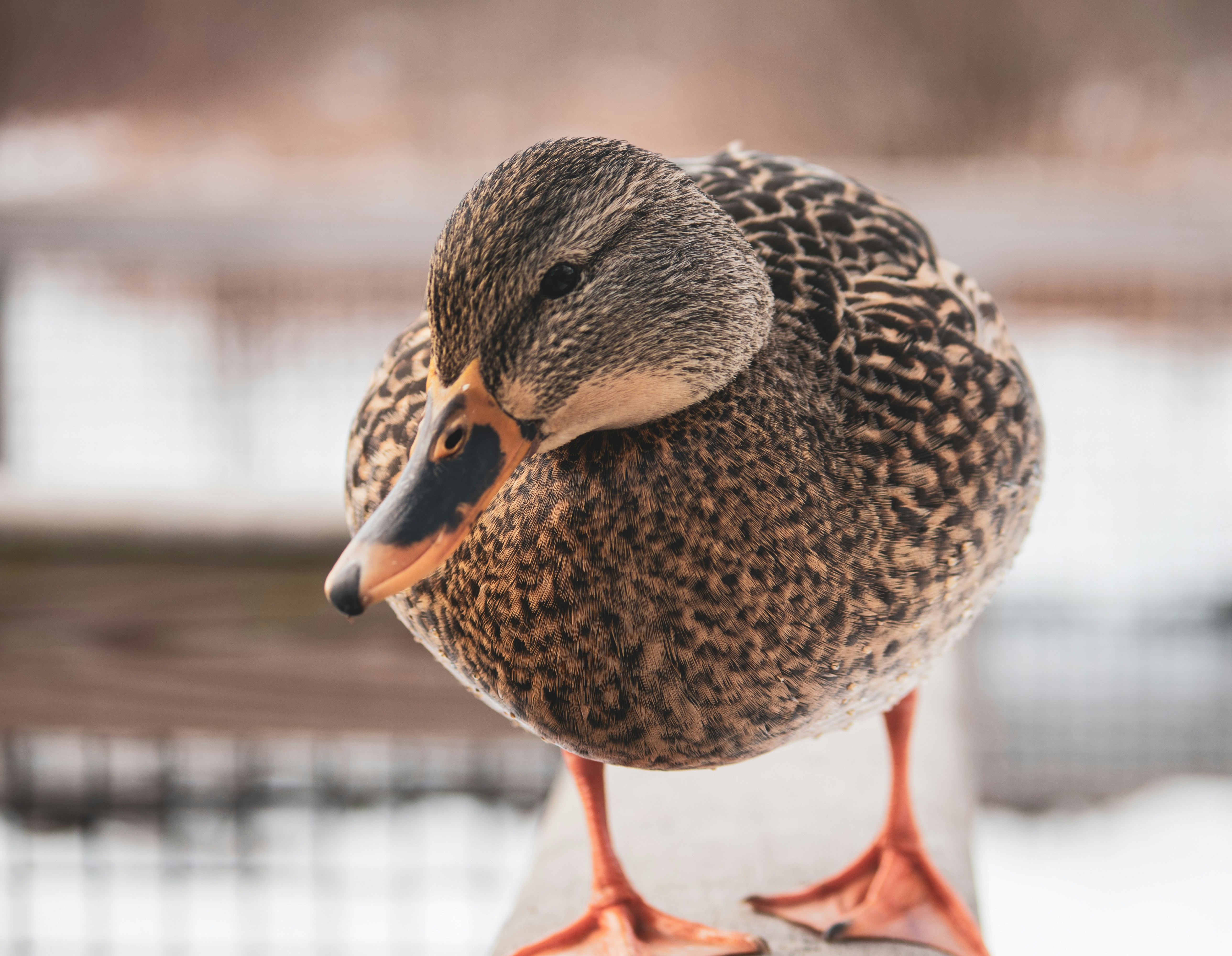 Foto Un pato sentado encima de un trozo de madera – Imagen Pato gratis ...