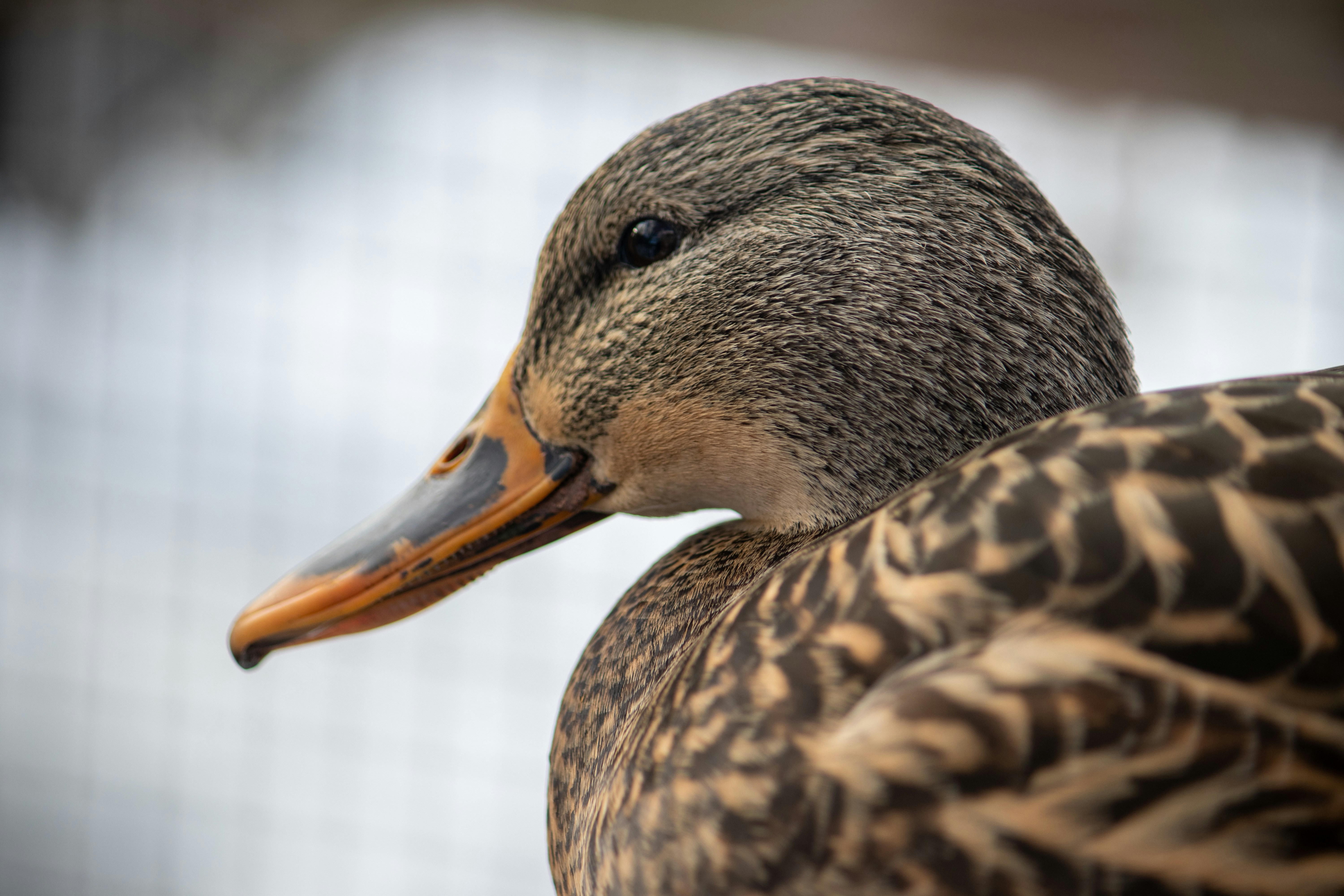 A close up of a duck with a blurry background photo – Free Duck Image ...