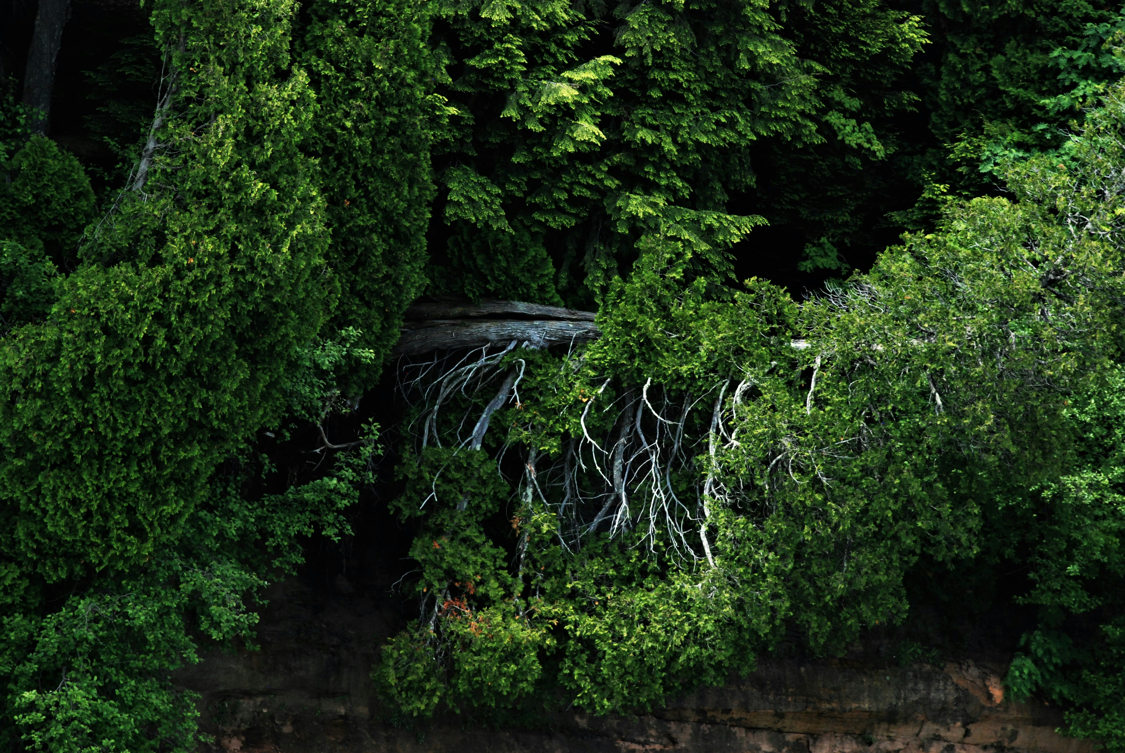 Emerald Veil Over a Dark Hollow Framed by Pale Branches