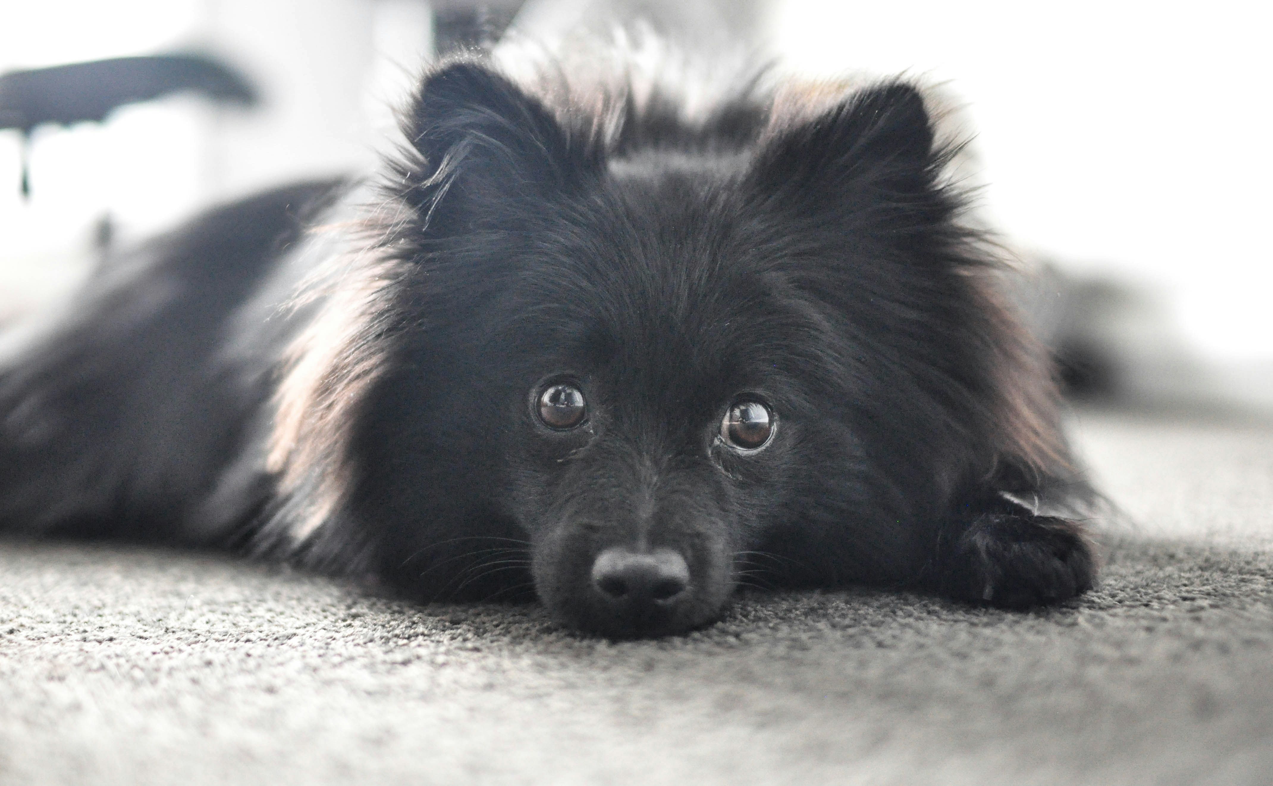 Pomeranian Black