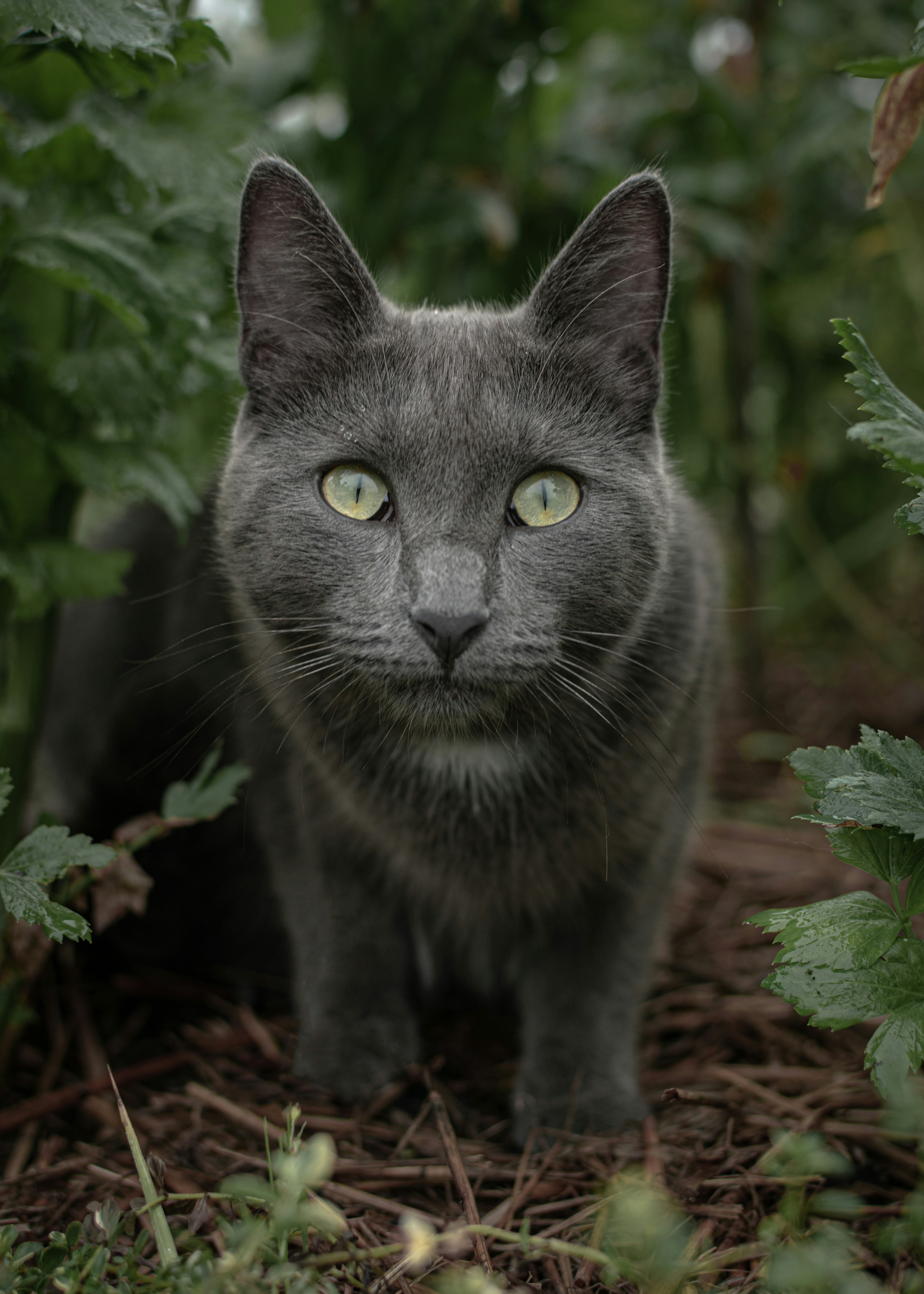 A gray cat with striking emerald eyes sits amidst lush greenery, embodying a serene yet watchful presence.