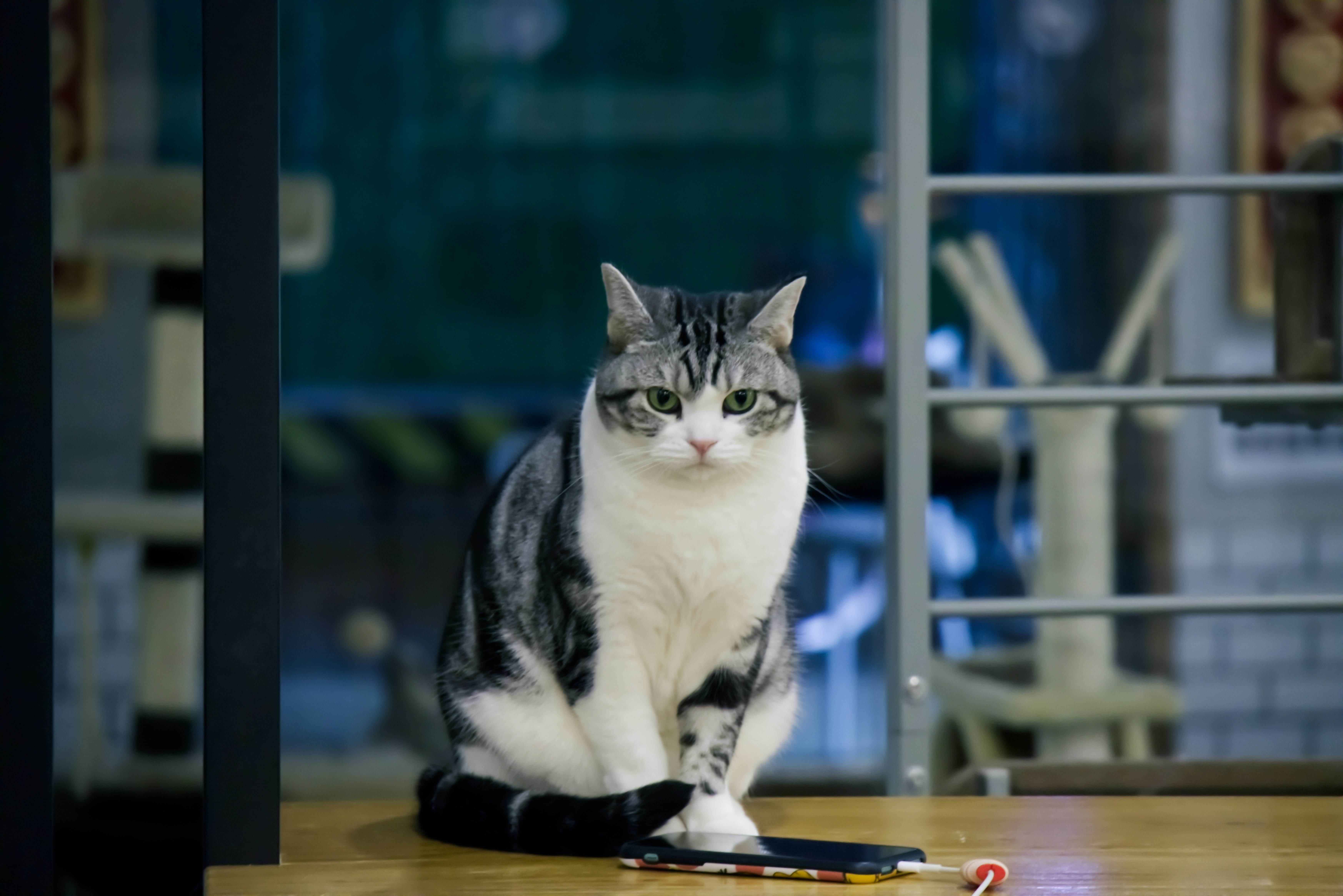 White and black cat on brown wooden table photo – Free Cat Image on ...