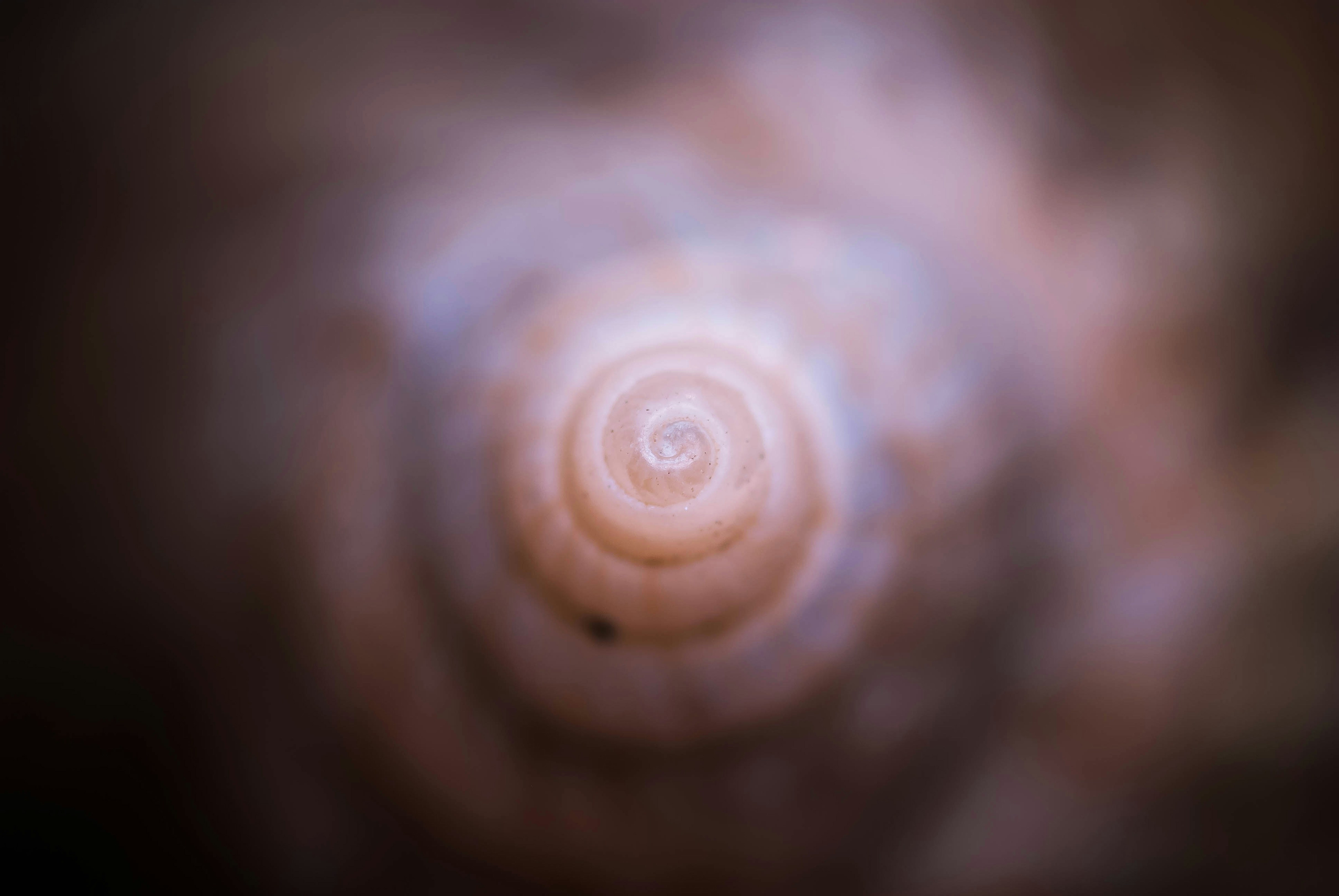 Spiral of Nature's Architecture