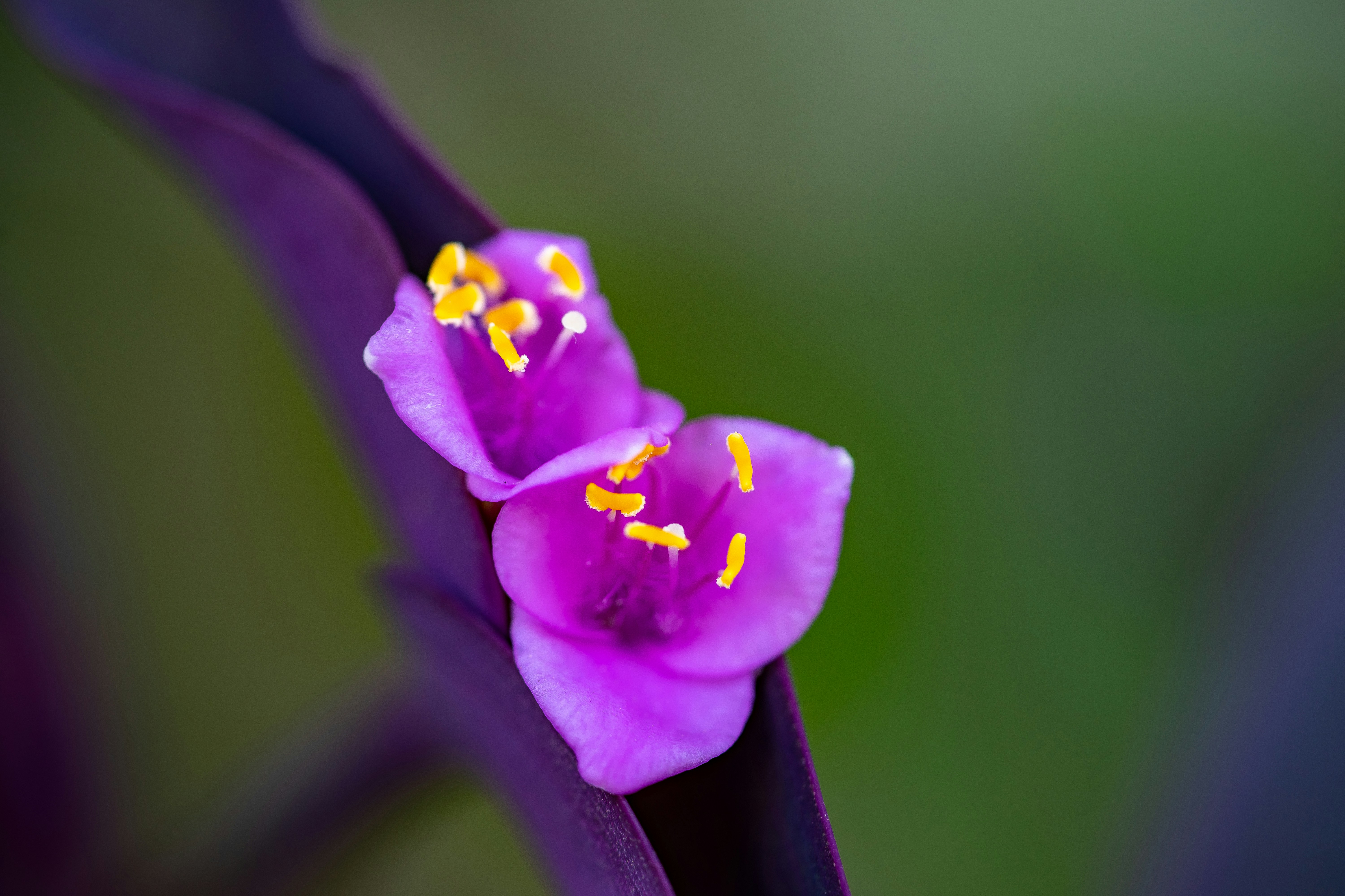 Closer Look at a Violet Flower with Golden Stamen