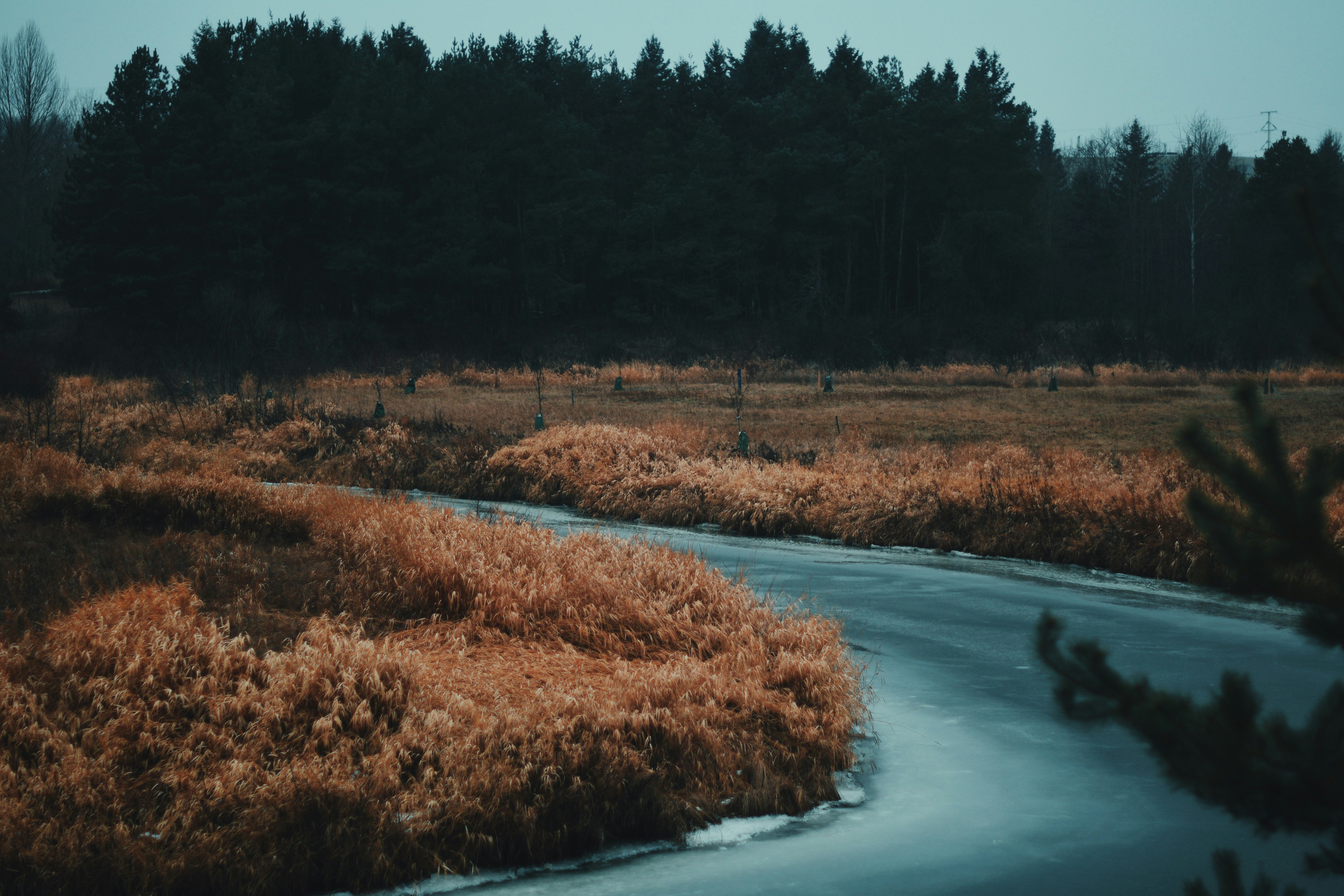 Amber Moor Road: An Icy Bend Through Golden Heather Under a Shadowed Pines Horizon