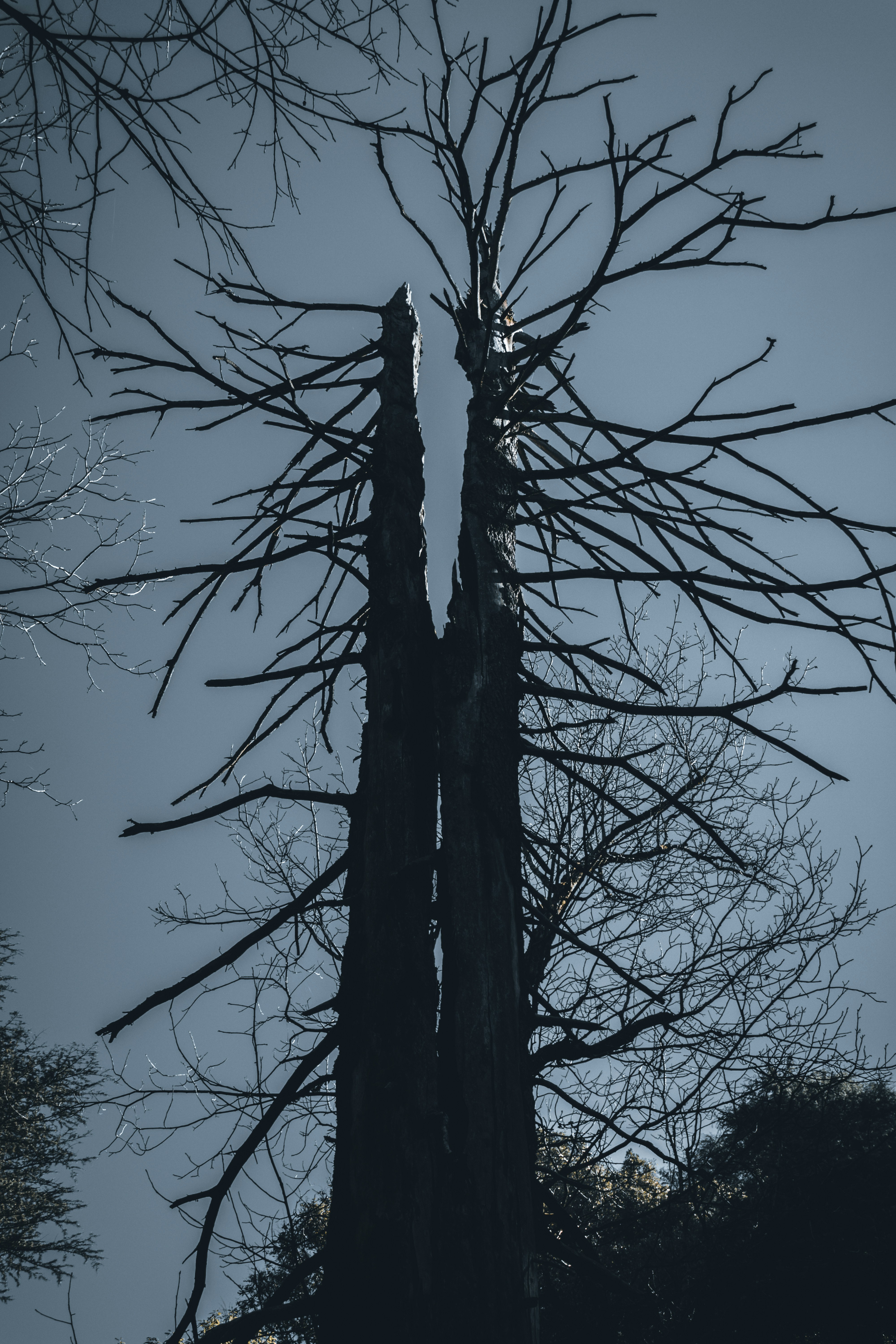 bare tree under blue sky during daytime