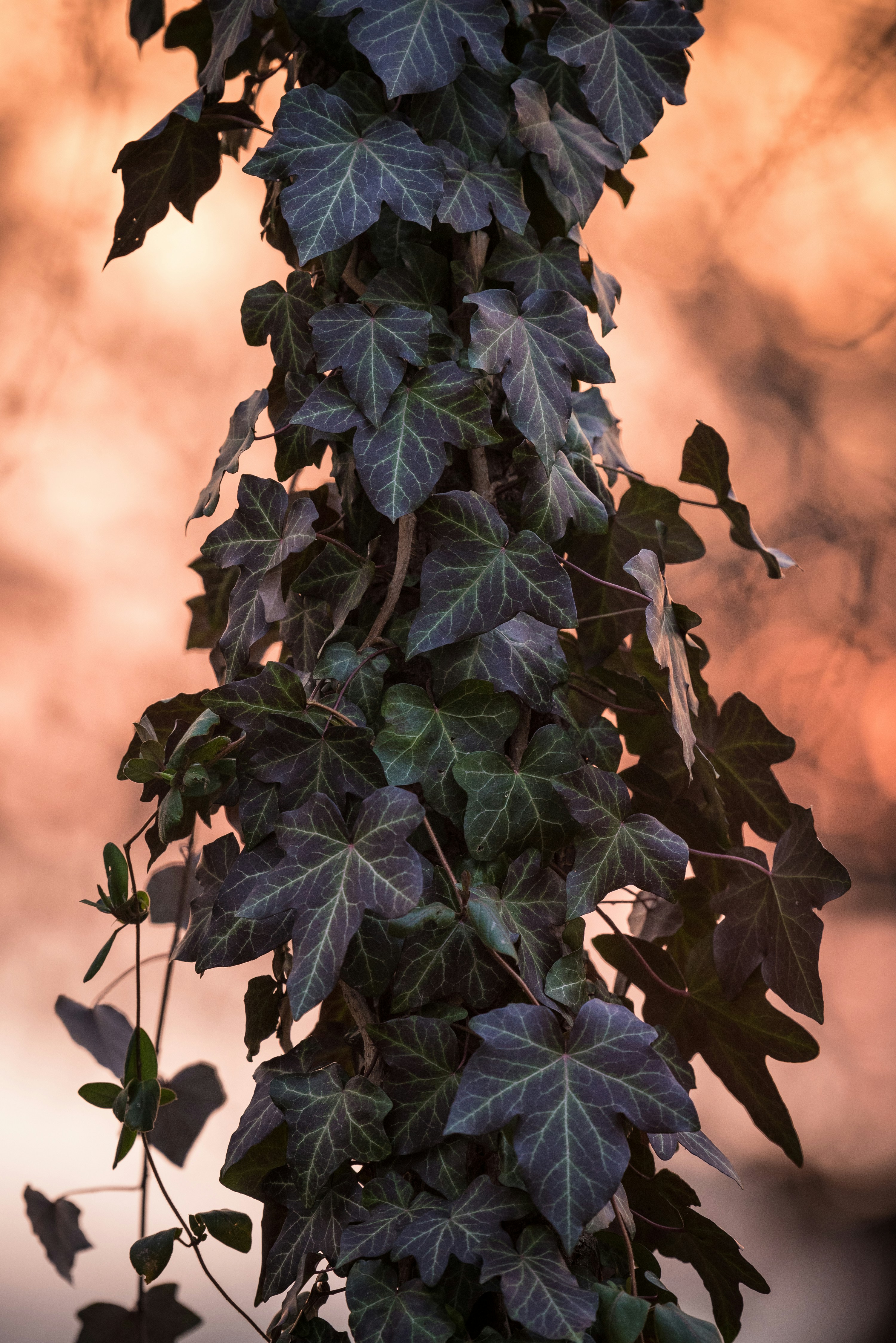 Amber Backlight Drapes a Vertical Ivy Column