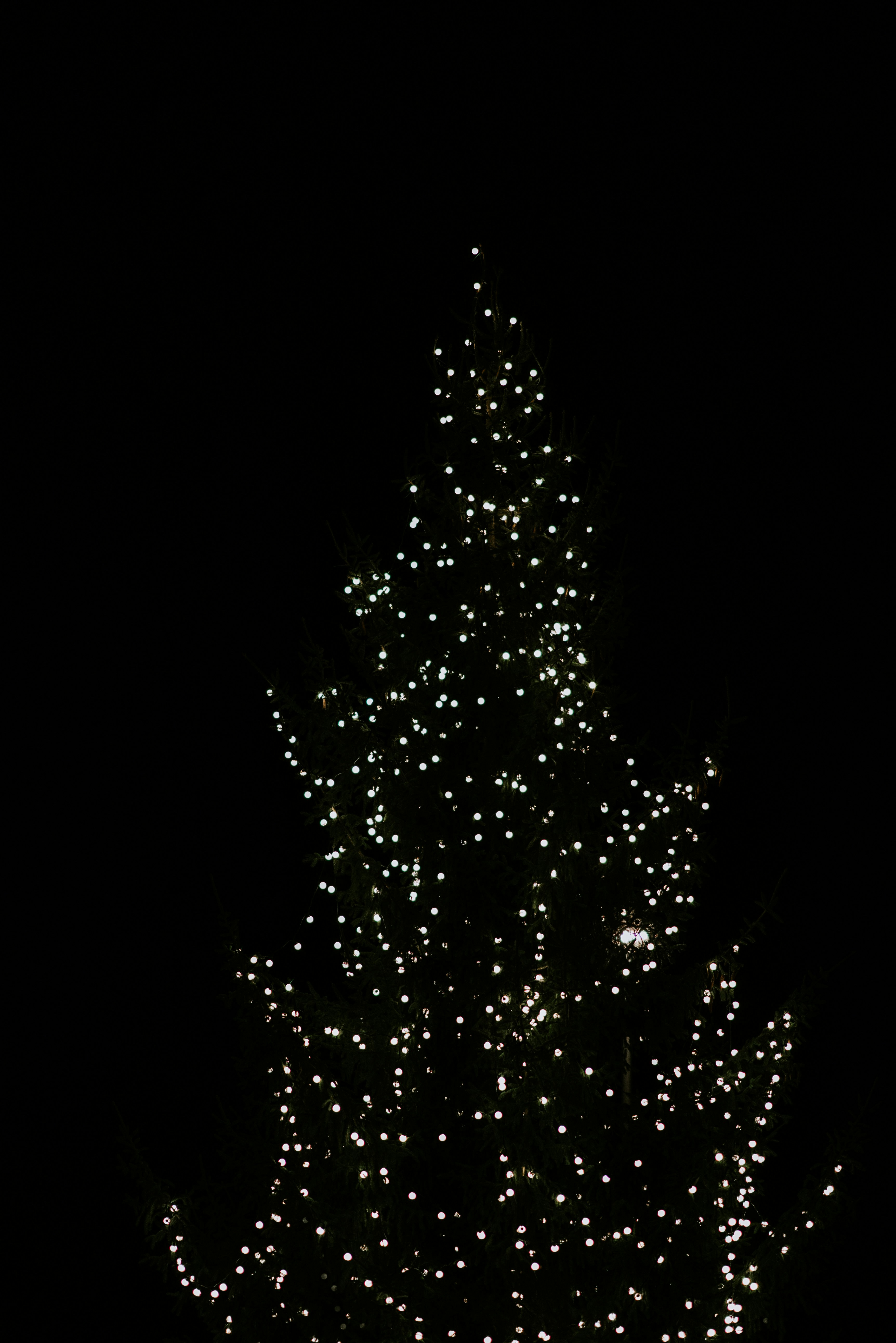 Christmas Tree Gif Black And White