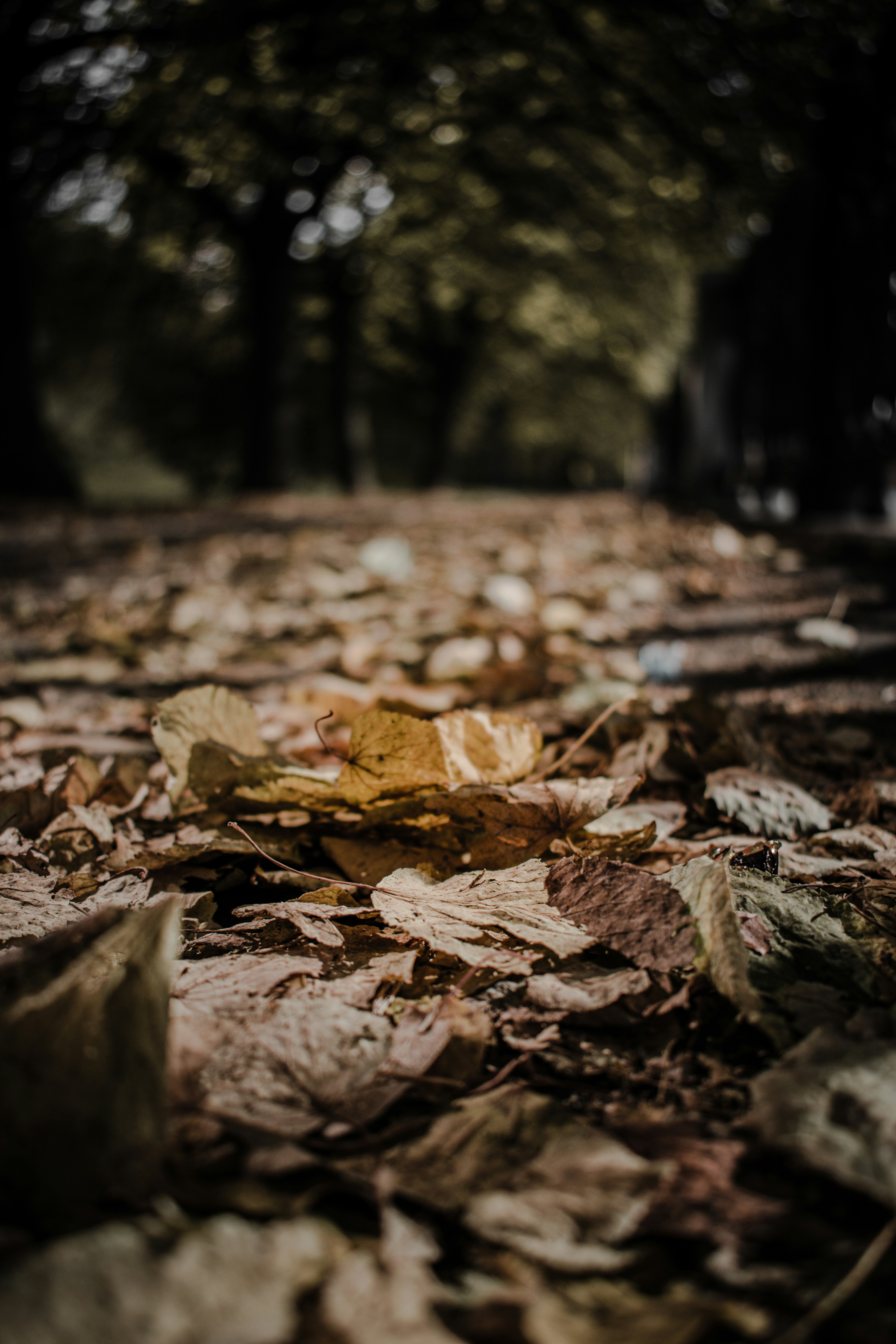 30k+ Falling Leaves Pictures | Download Free Images on Unsplash