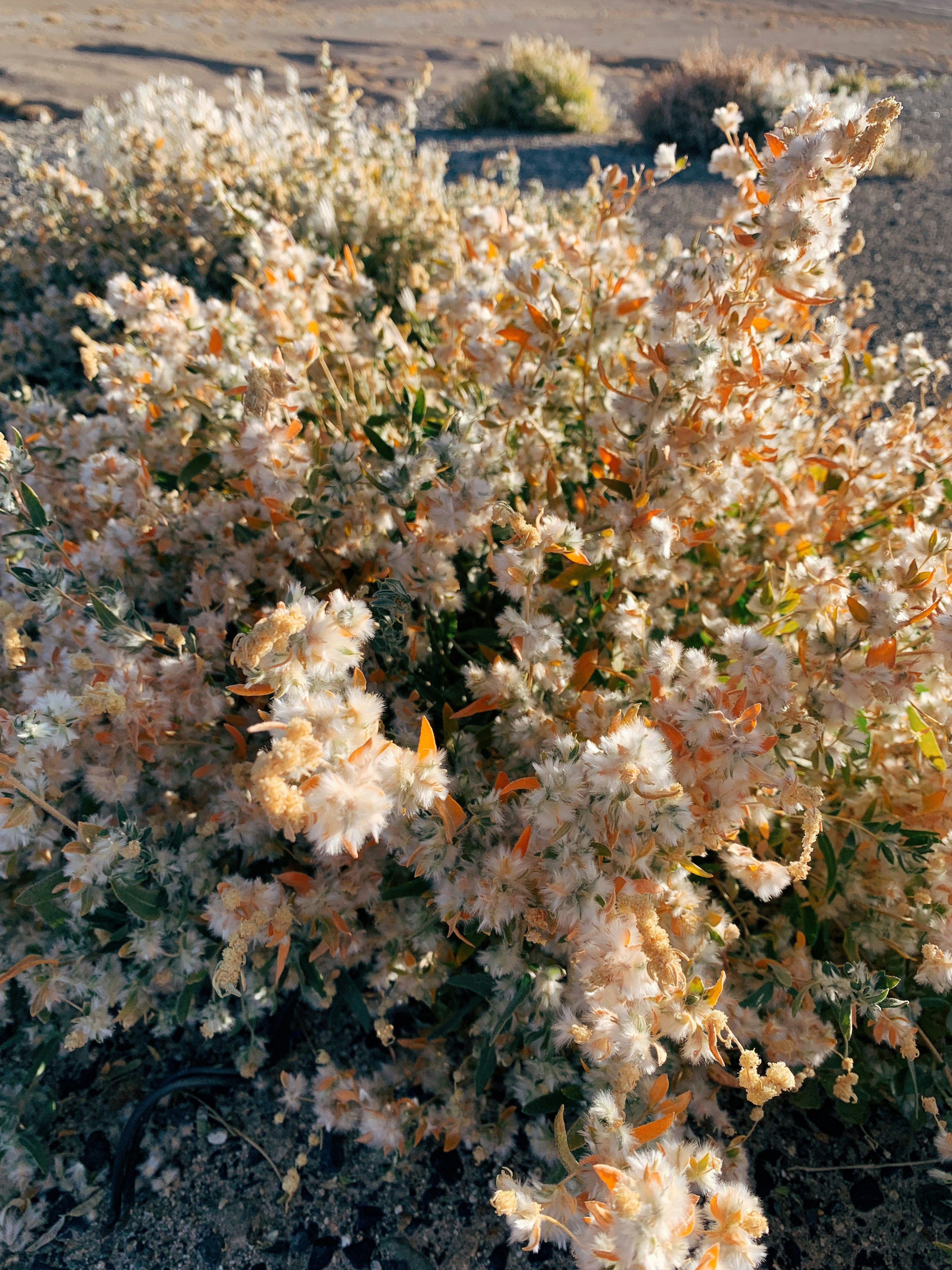 Delicate cluster of wildflowers in a desert landscape, showcasing soft hues of orange and white under warm sunlight.