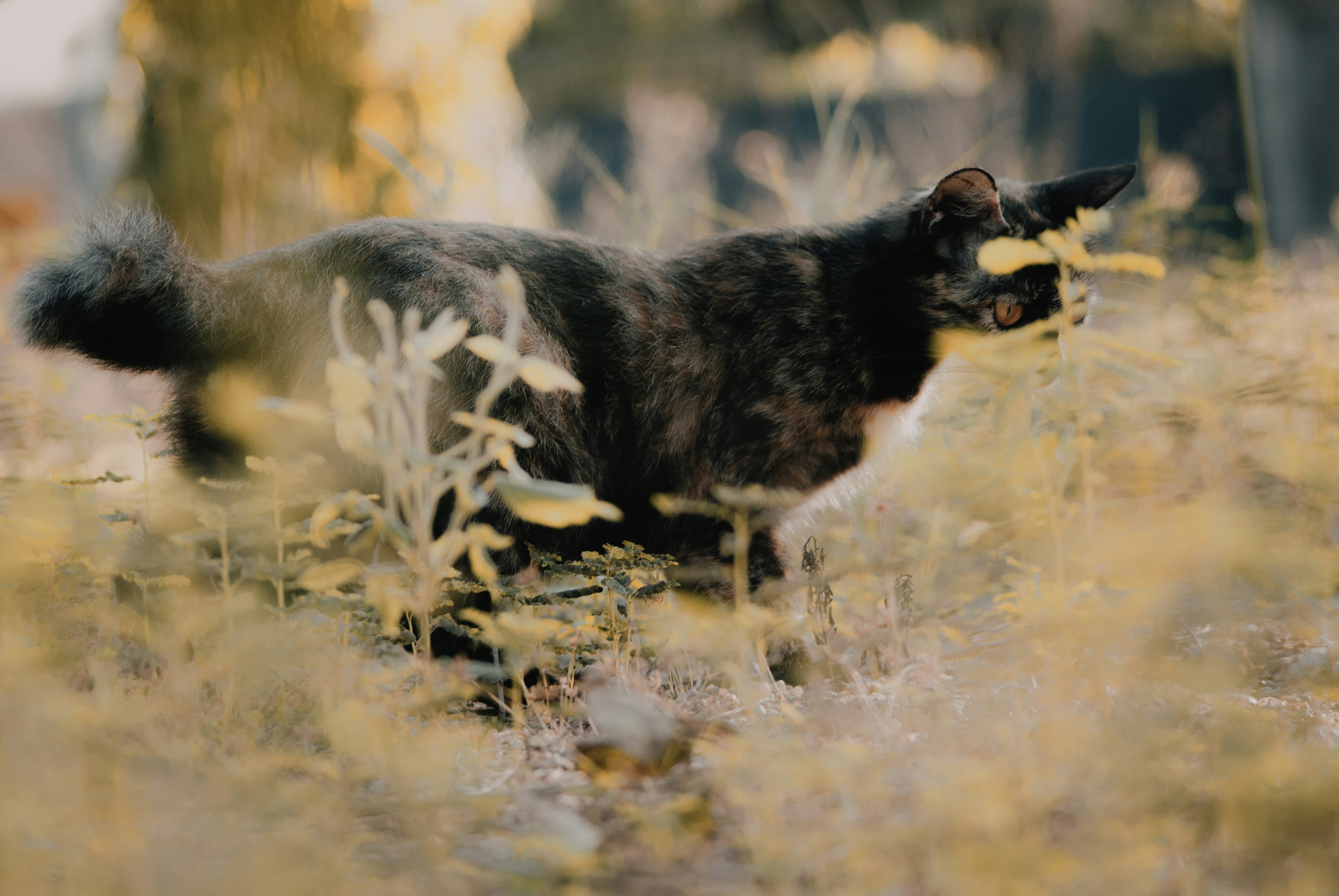 A tortoiseshell cat stealthily navigates through a field of golden foliage, blending seamlessly into its surroundings.