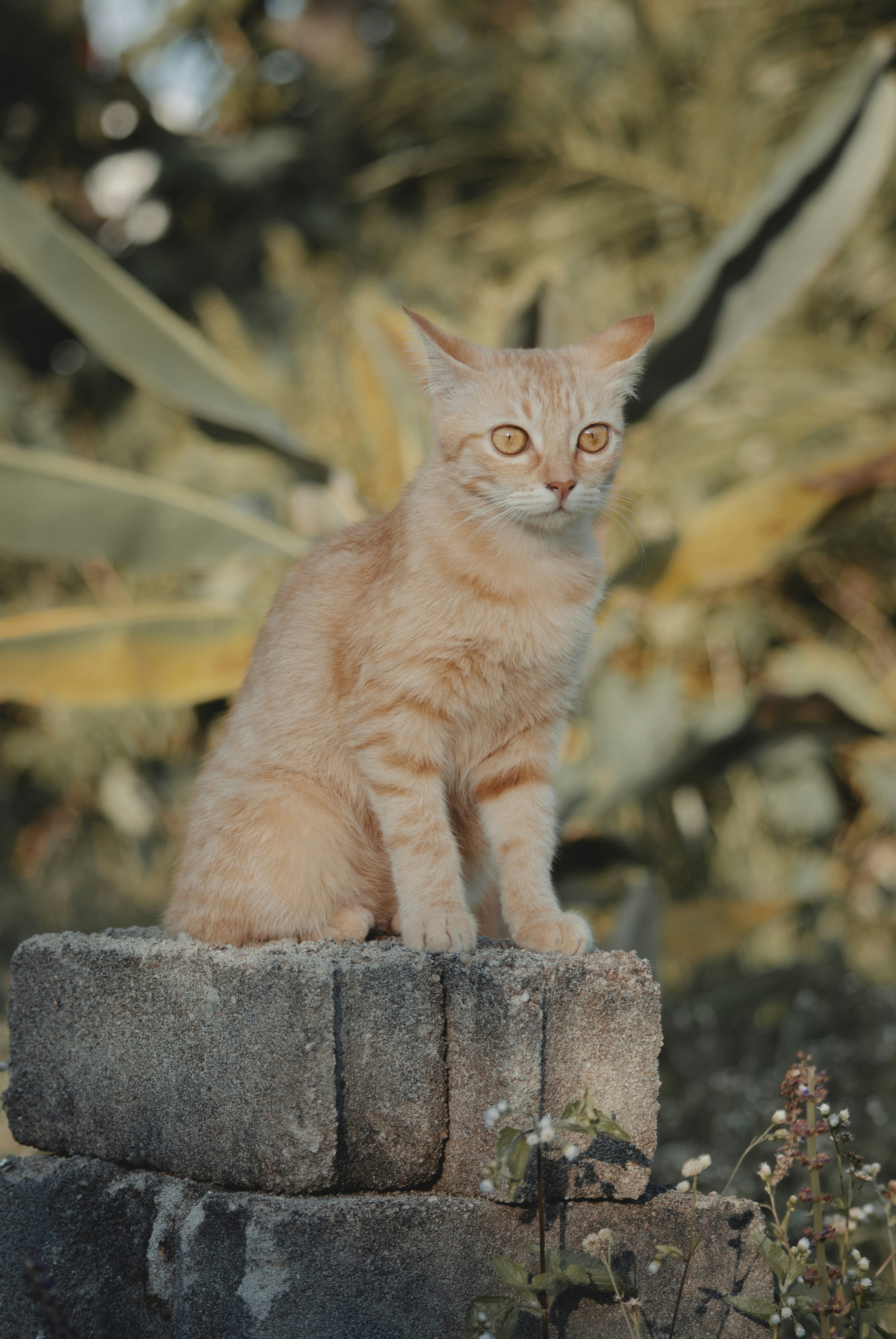 orange tabby cat on gray concrete wall during daytime