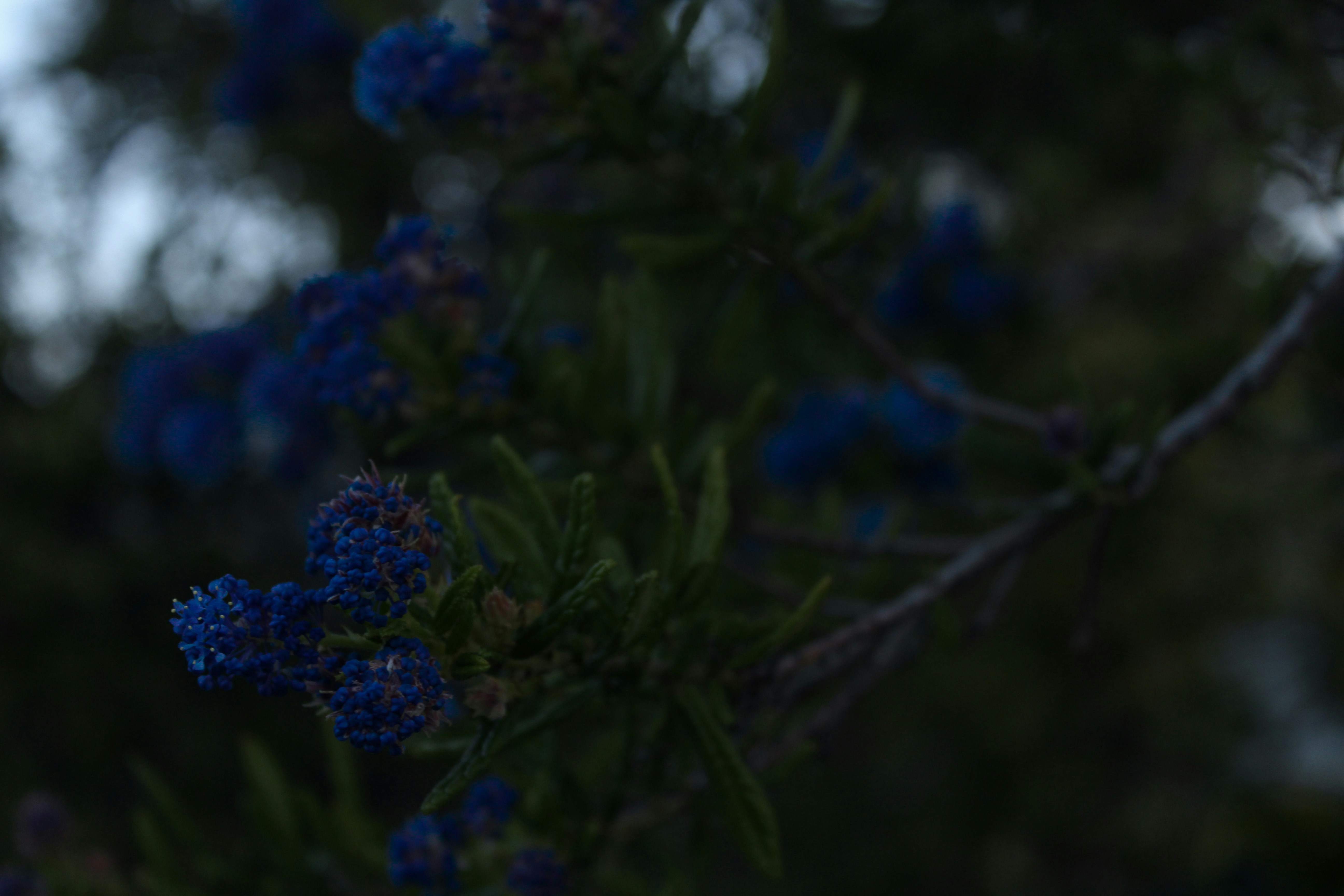 Blue Flowers Wallpaper Pictures | Download Free Images on Unsplash