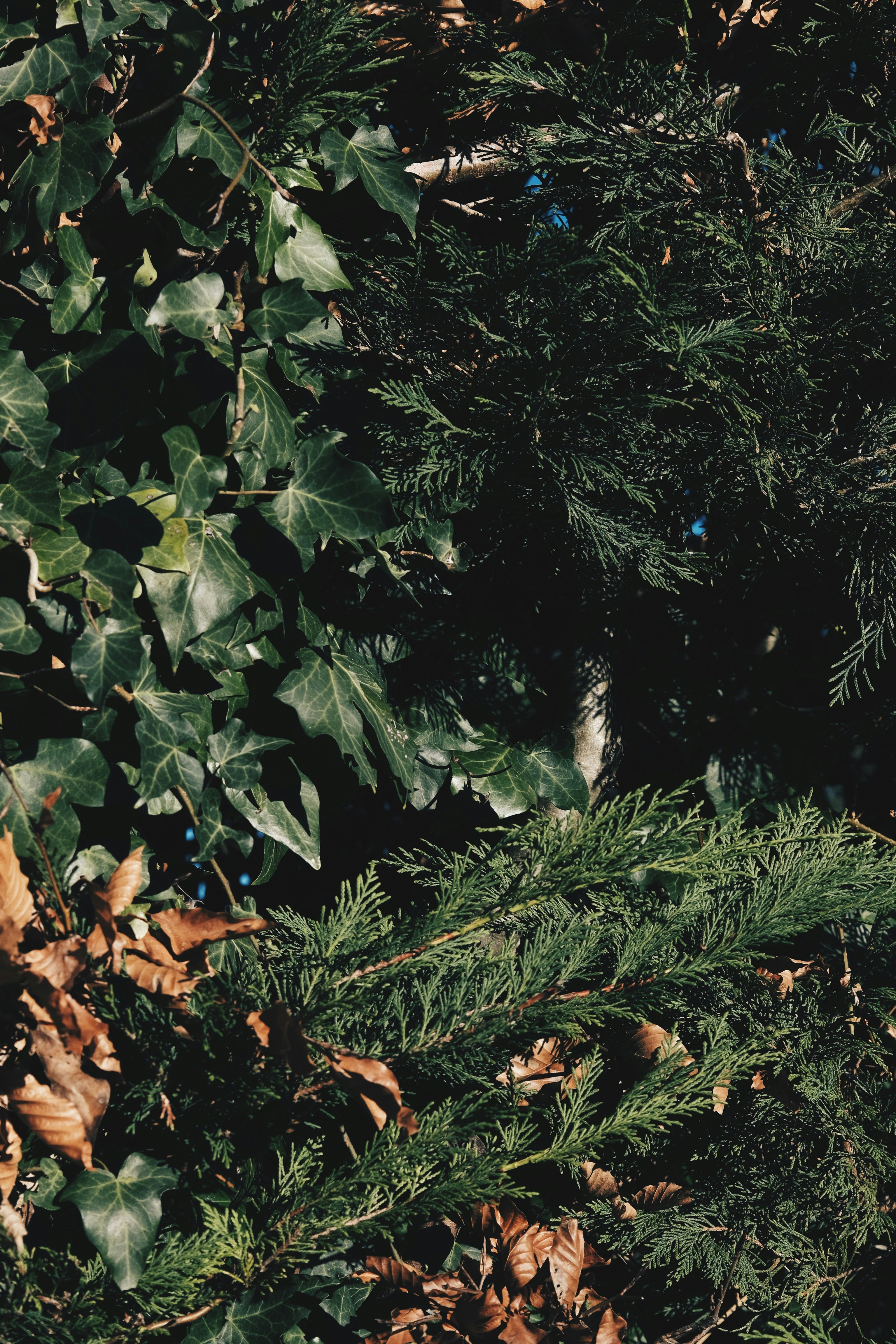 Verdant Interlace: Ivy Meet Conifer in Dappled Light