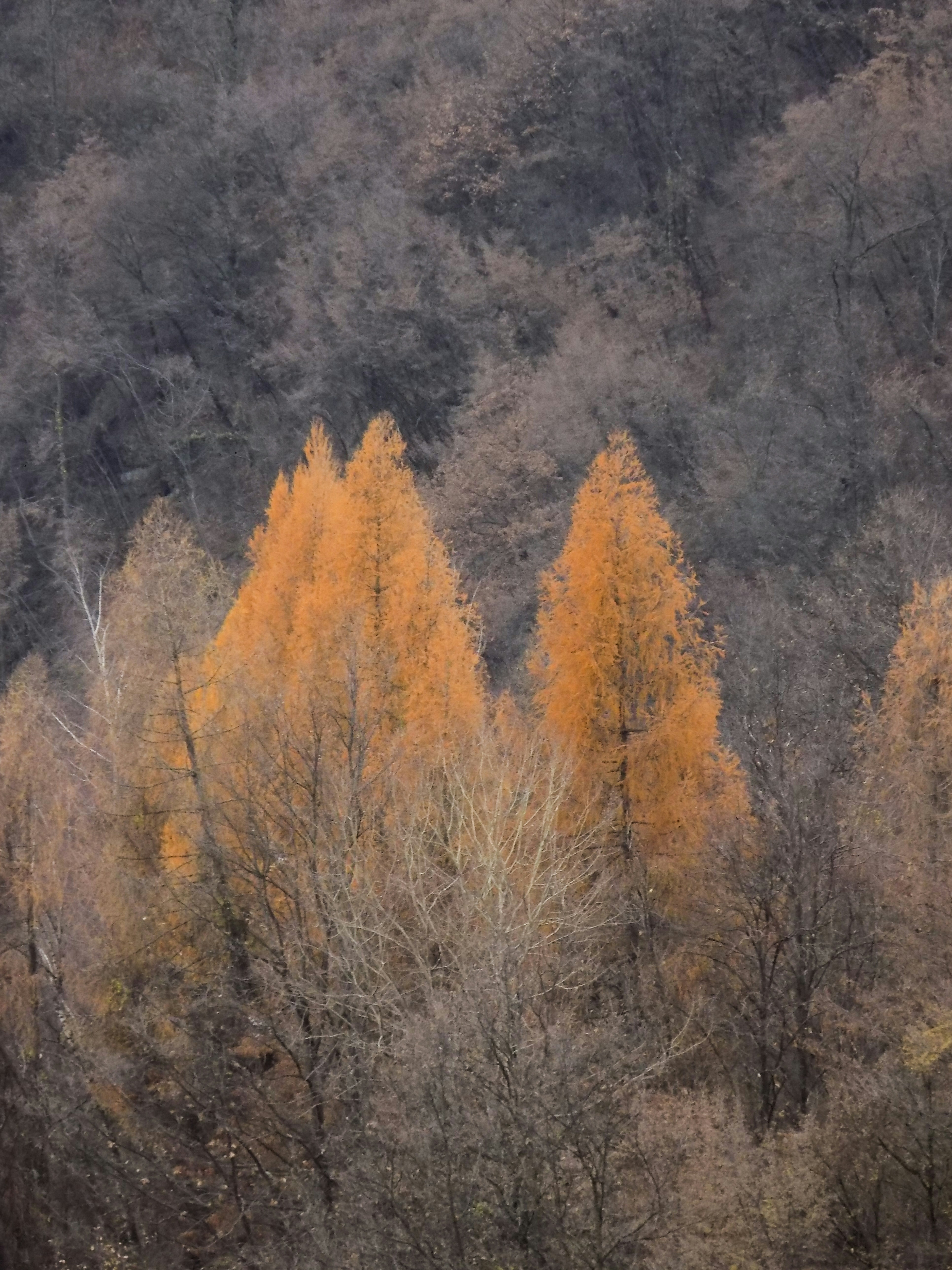 Vibrant orange trees rise against a backdrop of muted browns and grays in a tranquil forest scene. The contrast highlights the beauty of fall foliage.