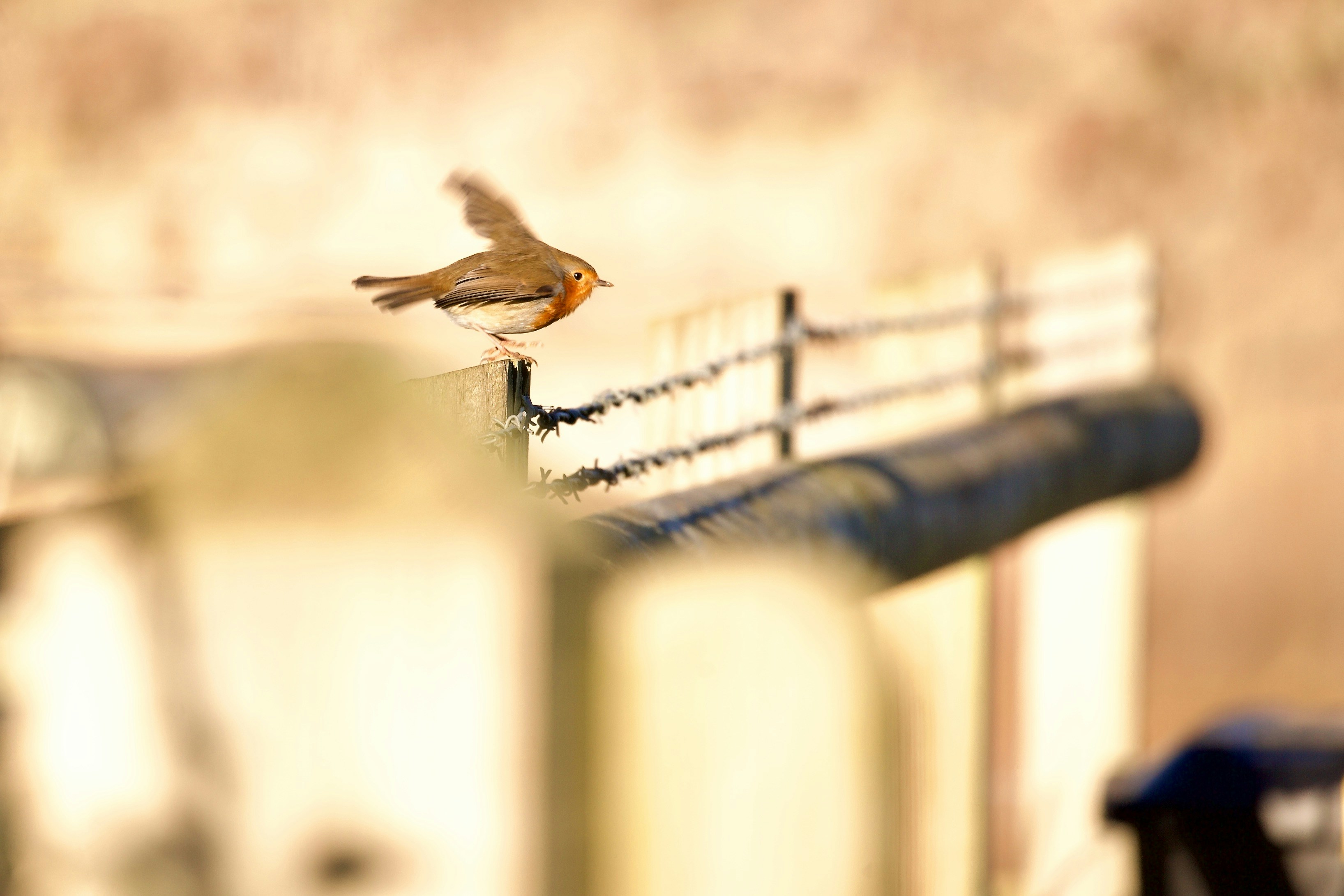brown bird on black metal fence during daytime