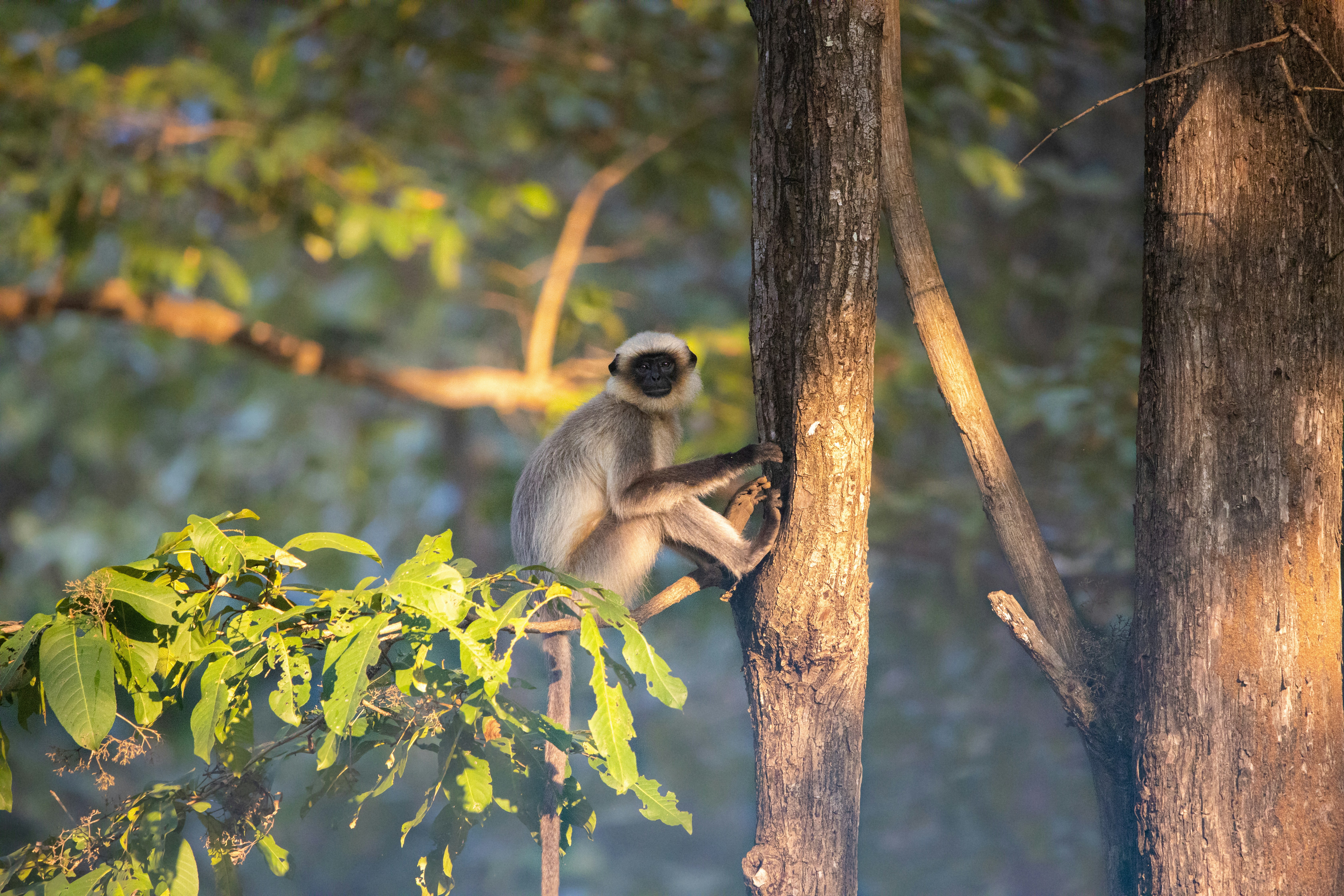 500+ Monkey In Tree Pictures [HD] | Download Free Images on Unsplash