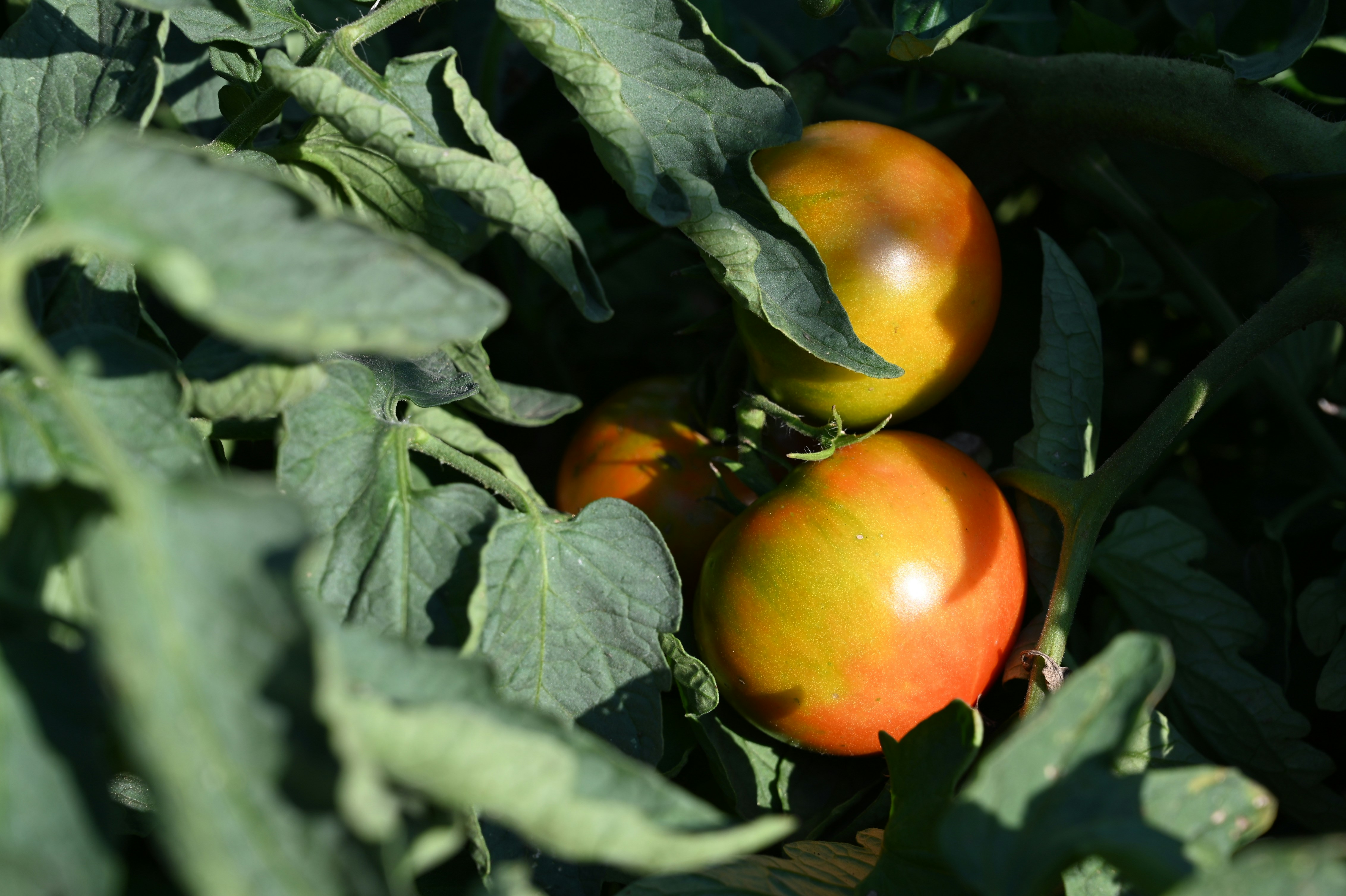 Sunlit Ripening Duo Nestled in Dense Green Foliage