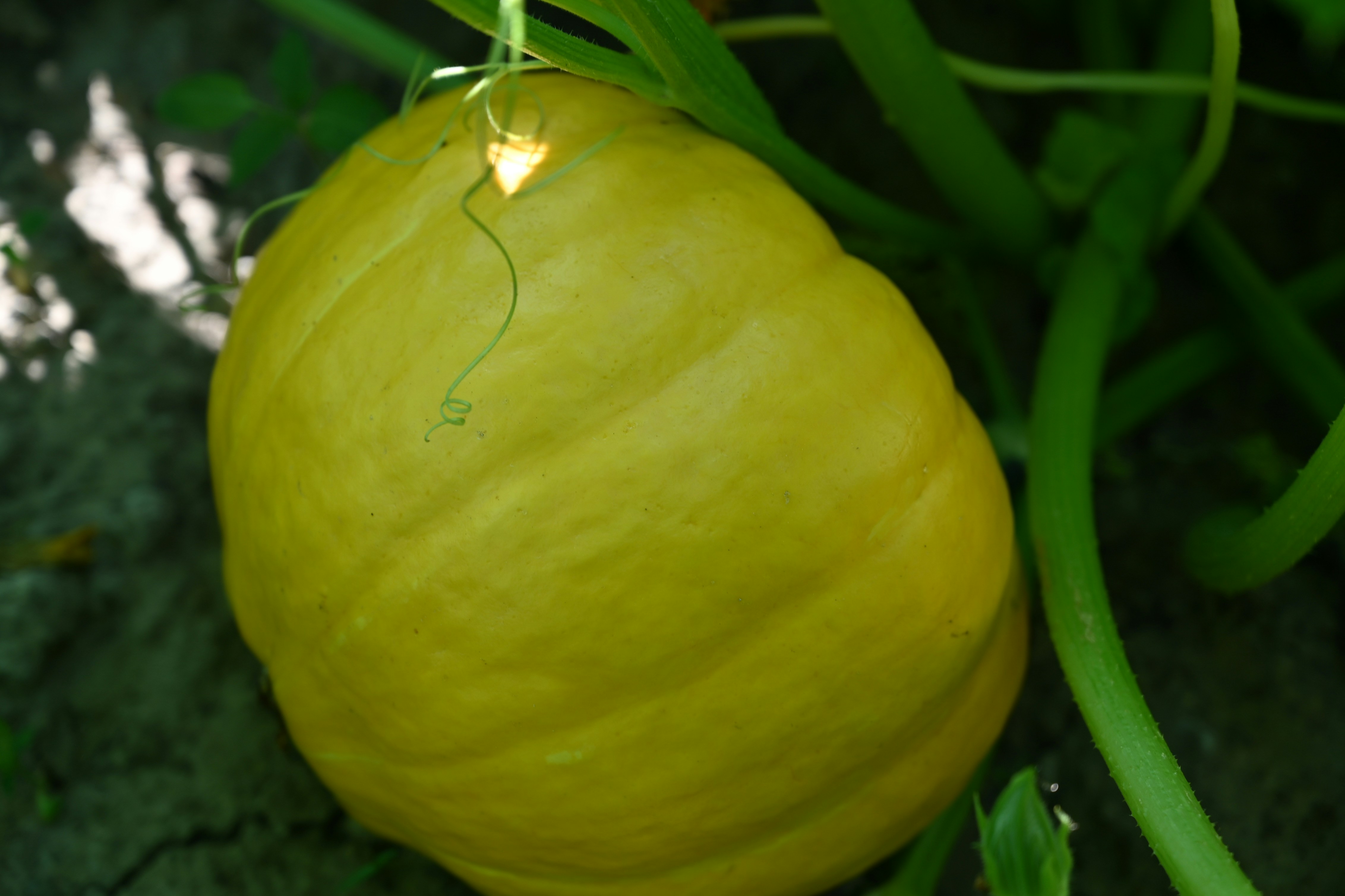 Sunlit Yellow Melon in a Green Trellis Garden