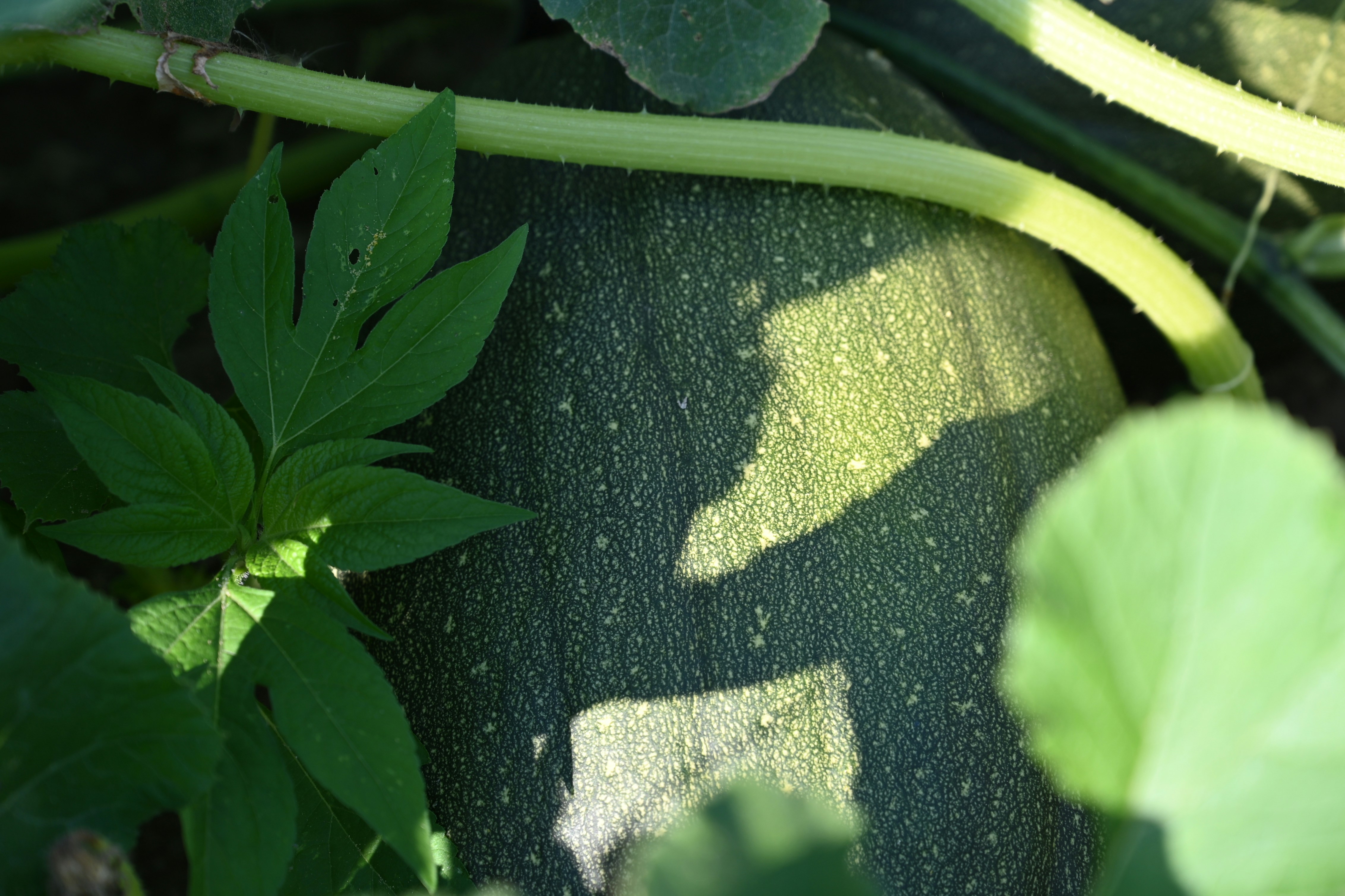 Sunlit zucchini amid curling vines: a close-up of garden texture