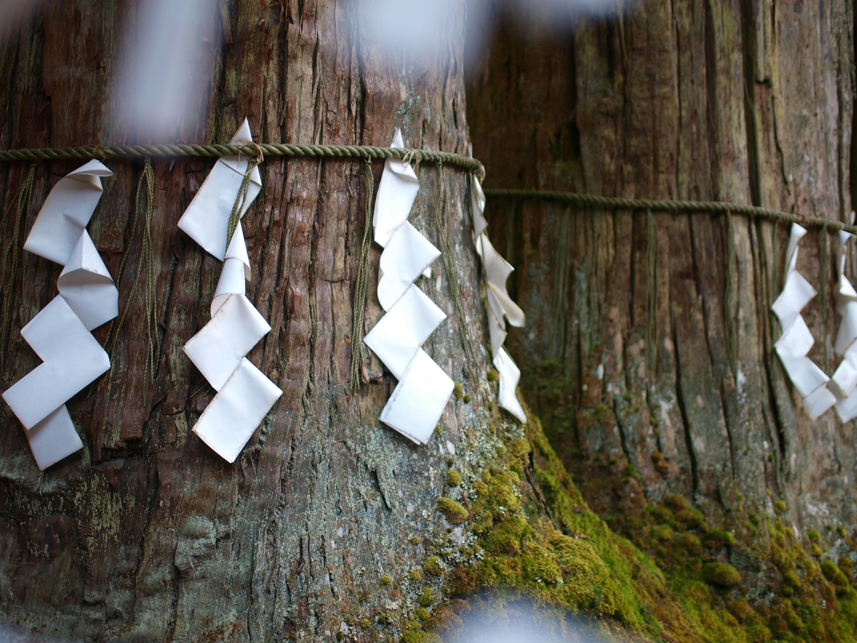 Sacred Trunk in Focus: Shimenawa and Zigzag Shide Among Moss
