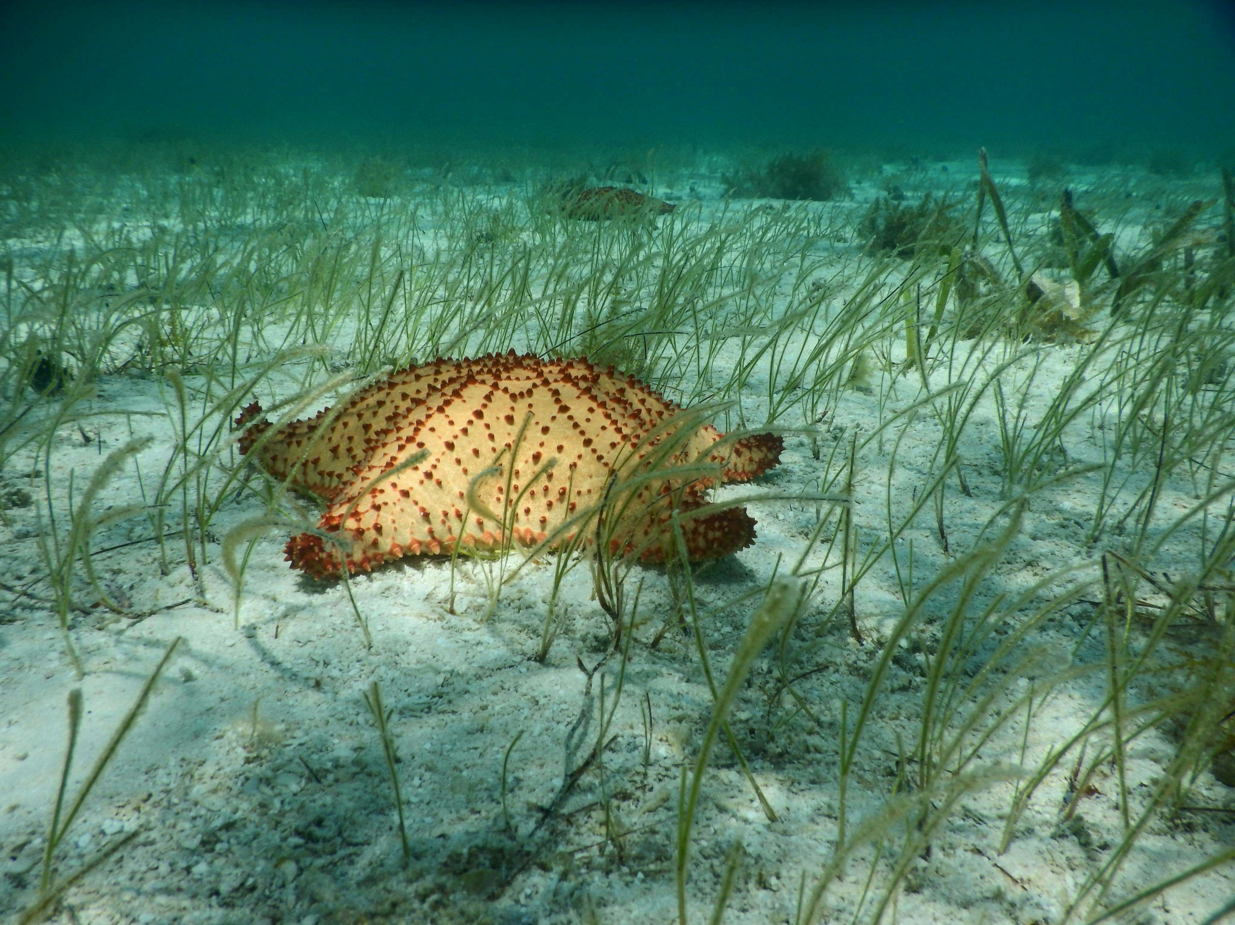 Brown and black sea creature on body of water photo – Free Belize ...