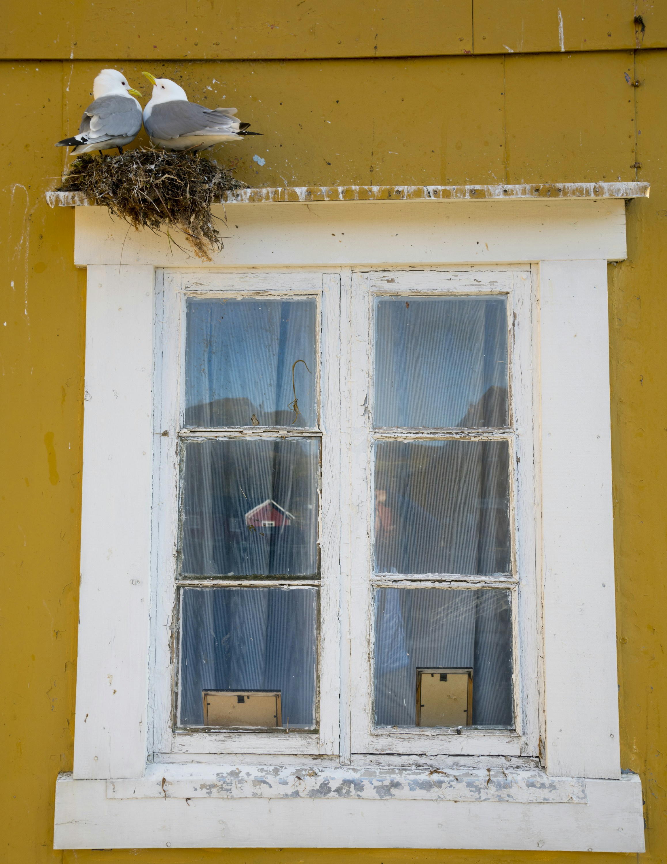 Two seagulls perched on a nest above a weathered window with a yellow backdrop, showcasing a tranquil coastal scene.