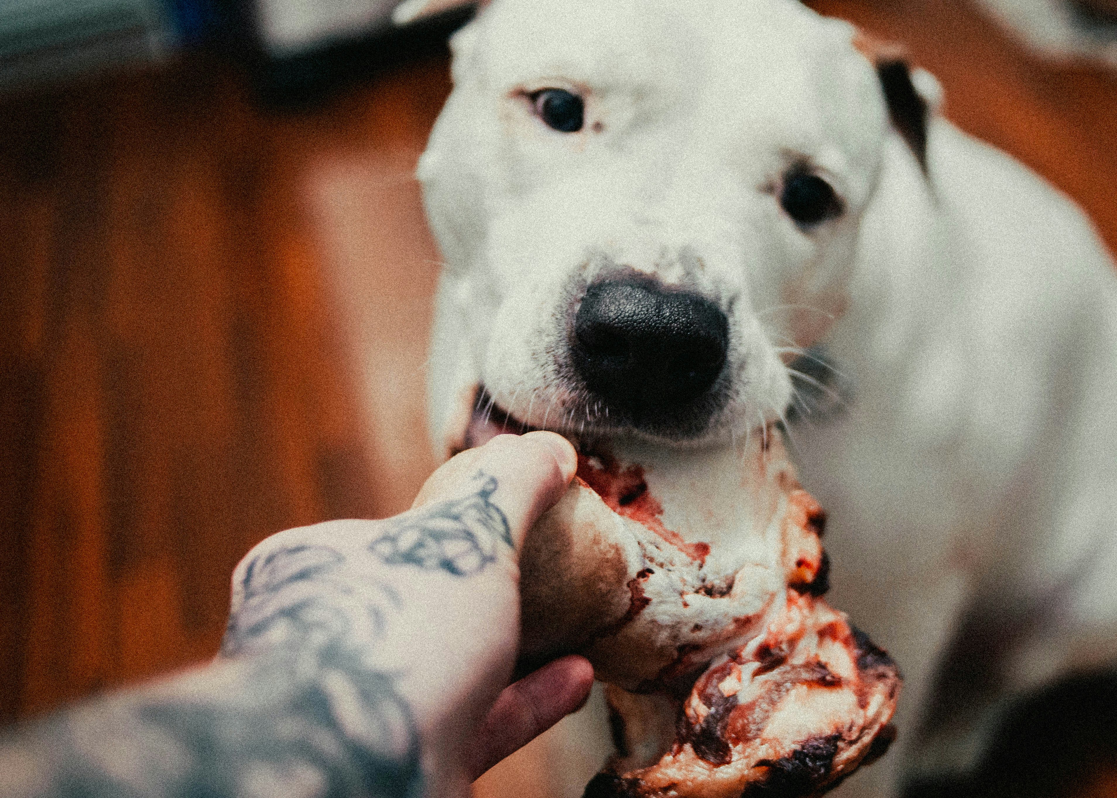 A white dog joyfully engaging in a tug-of-war with a person, showcasing a playful bond. The scene captures the dog's enthusiasm and the interaction between pet and owner.