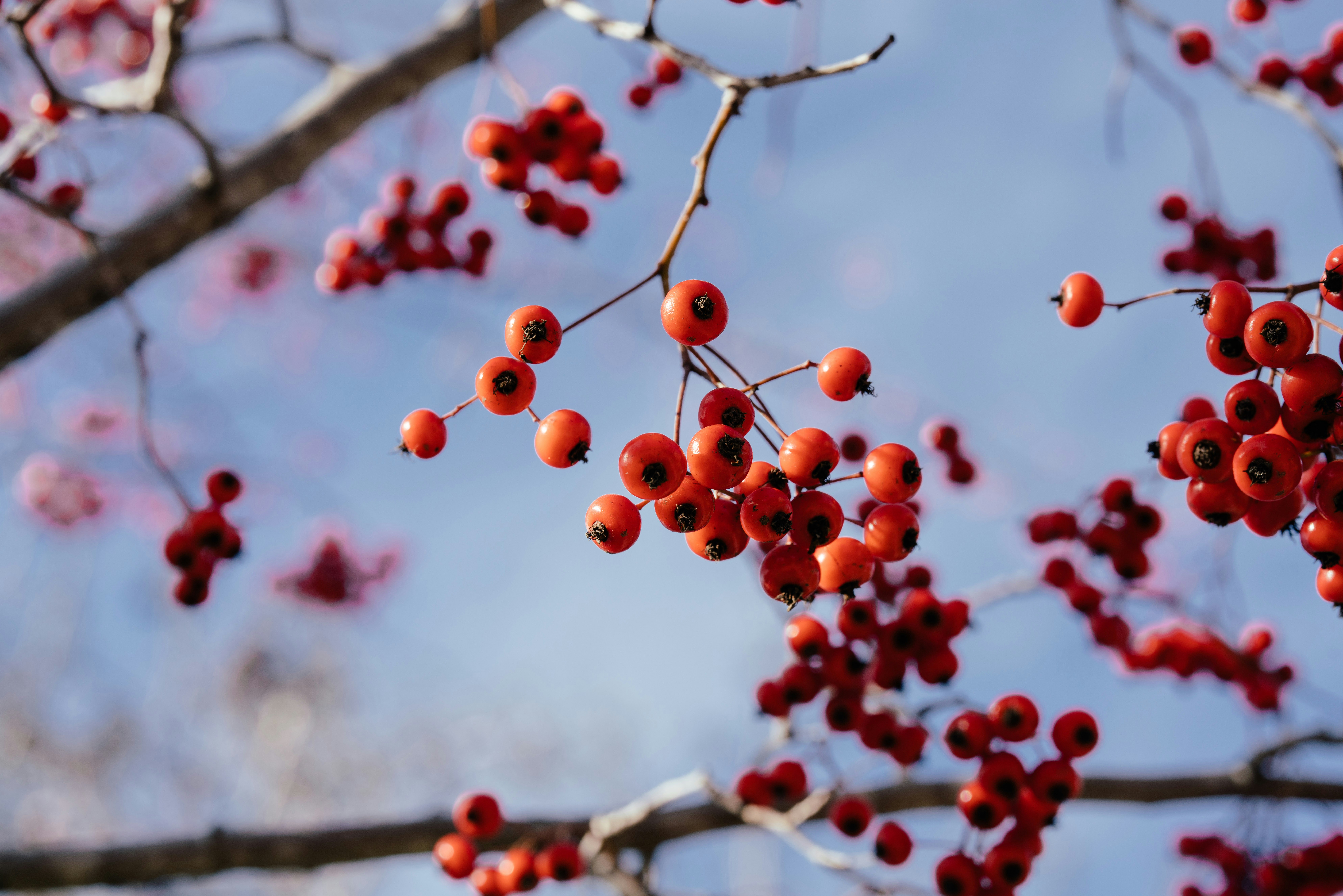 Vibrant red berries cluster on branches, contrasting with a soft blue sky. The scene captures the essence of winter's beauty.