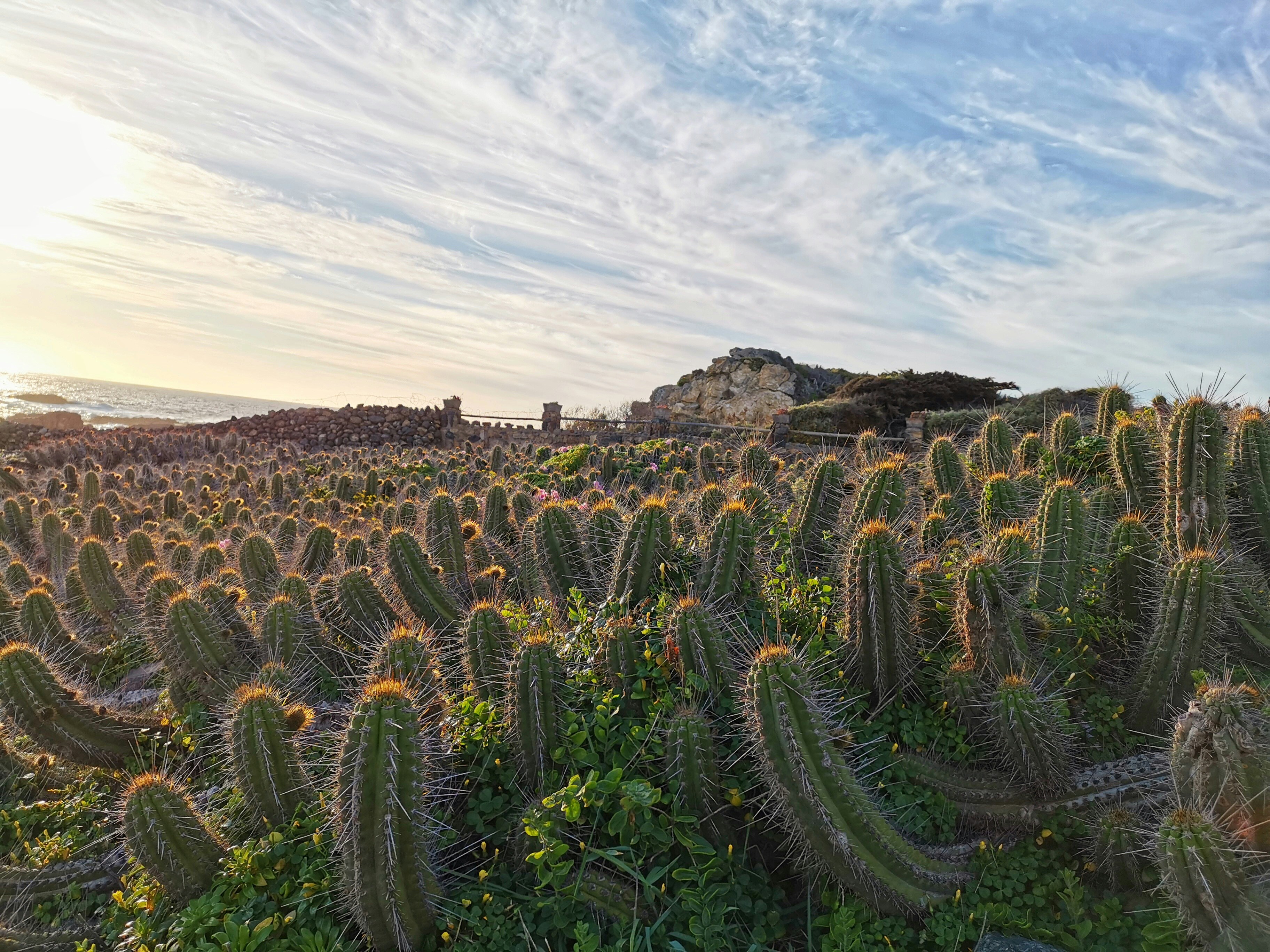 Vast field of cacti illuminated by the warm glow of the setting sun, showcasing the interplay of light and shadow on their spines.