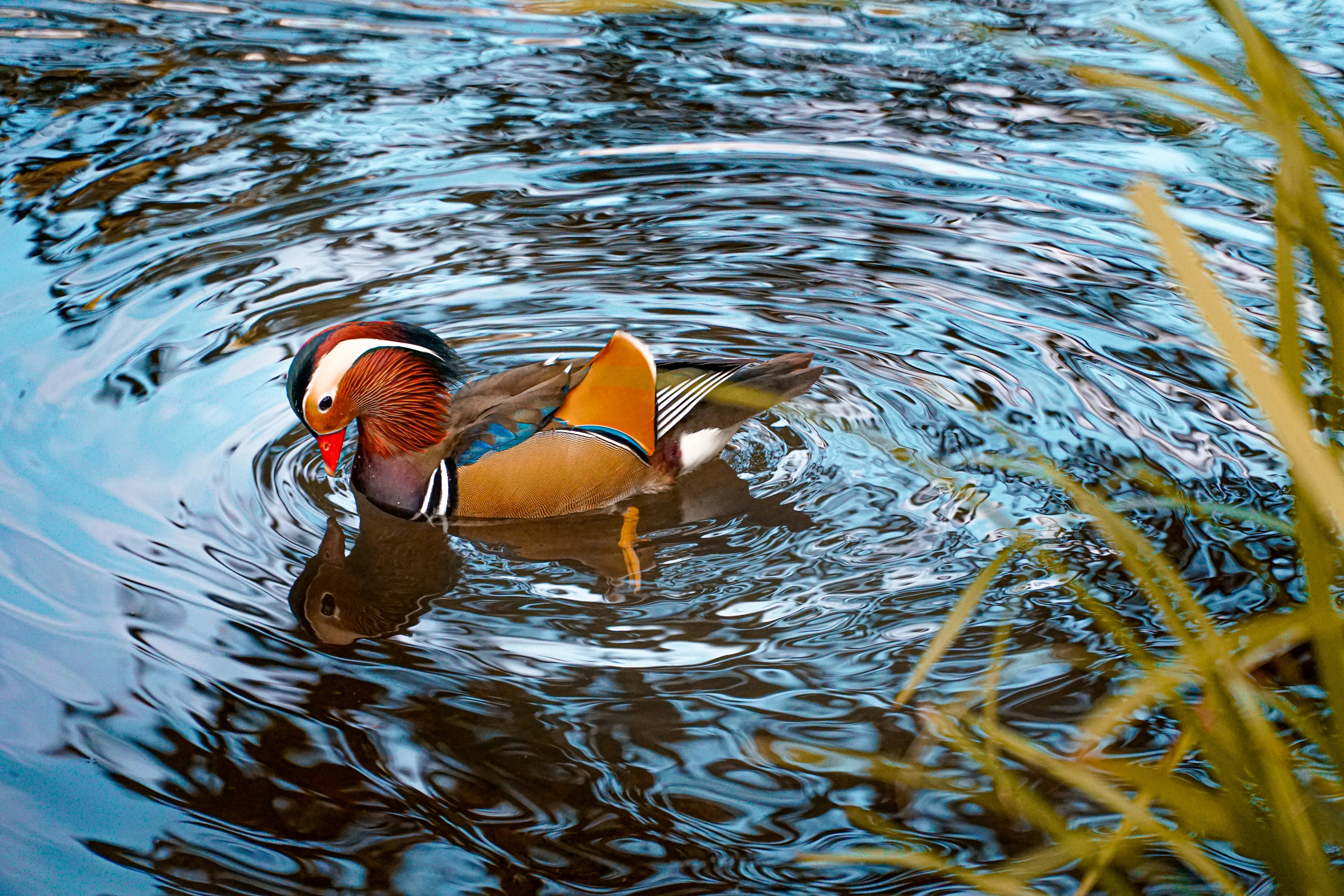 Brown and white duck on water photo – Free Water Image on Unsplash