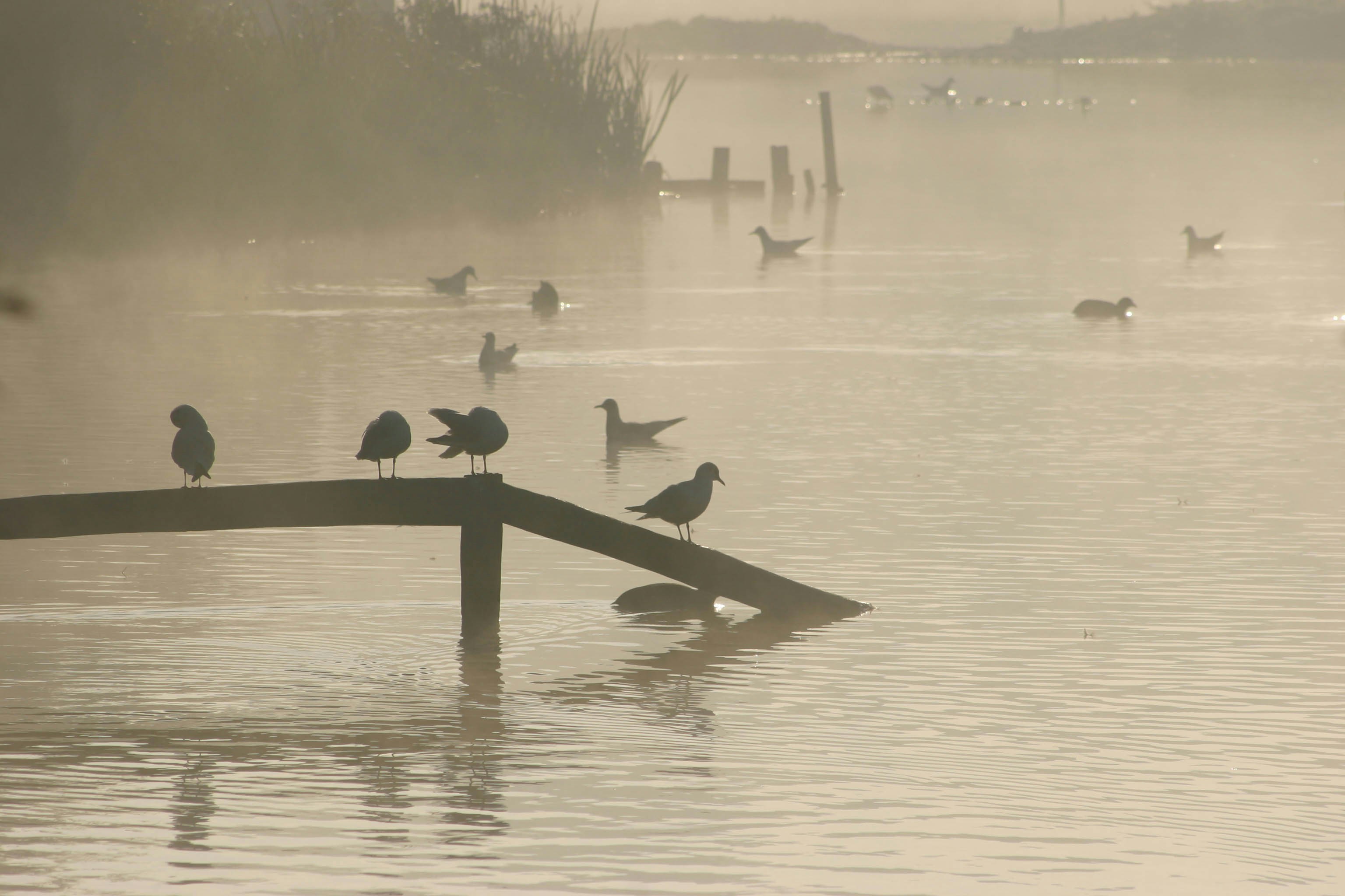 Silhouetted Birds and a Sunlit Pier in Quiet Morning Mist