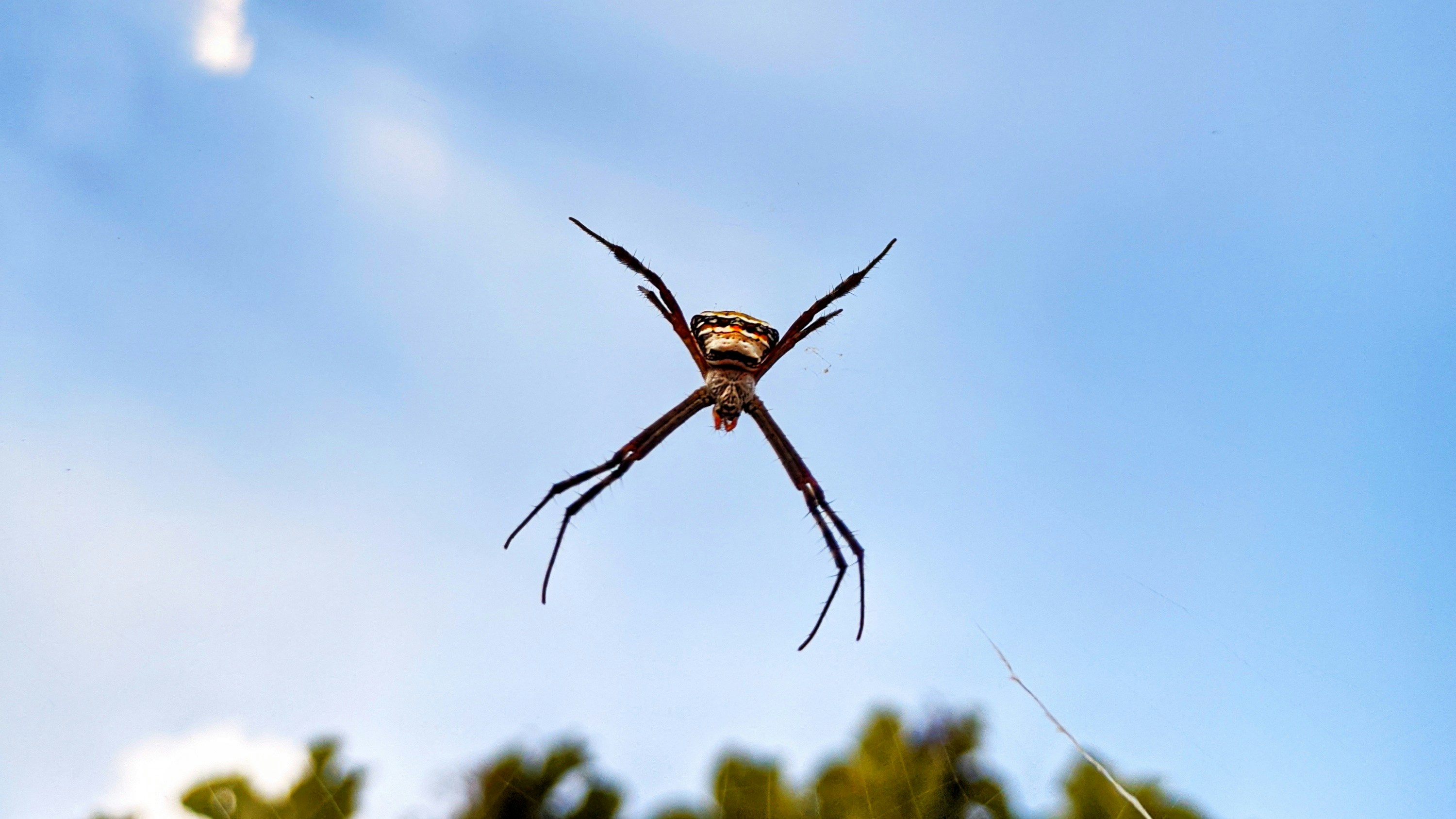 Close-up photograph of a spider suspended mid-air against a bright blue sky, with treetops along the lower edge.