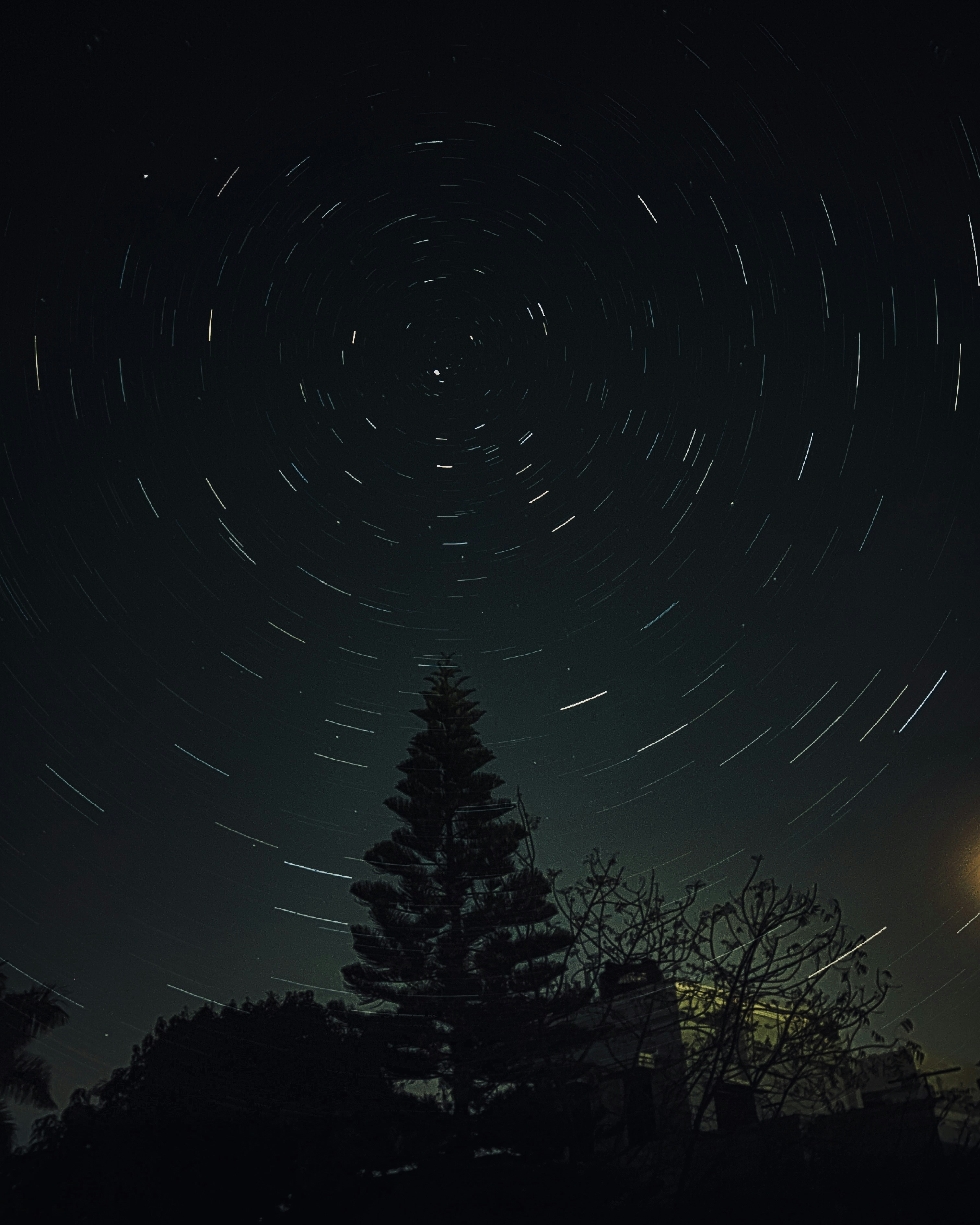 Star trails encircle a silhouetted tree against a dark night sky, showcasing the movement of celestial bodies over time.