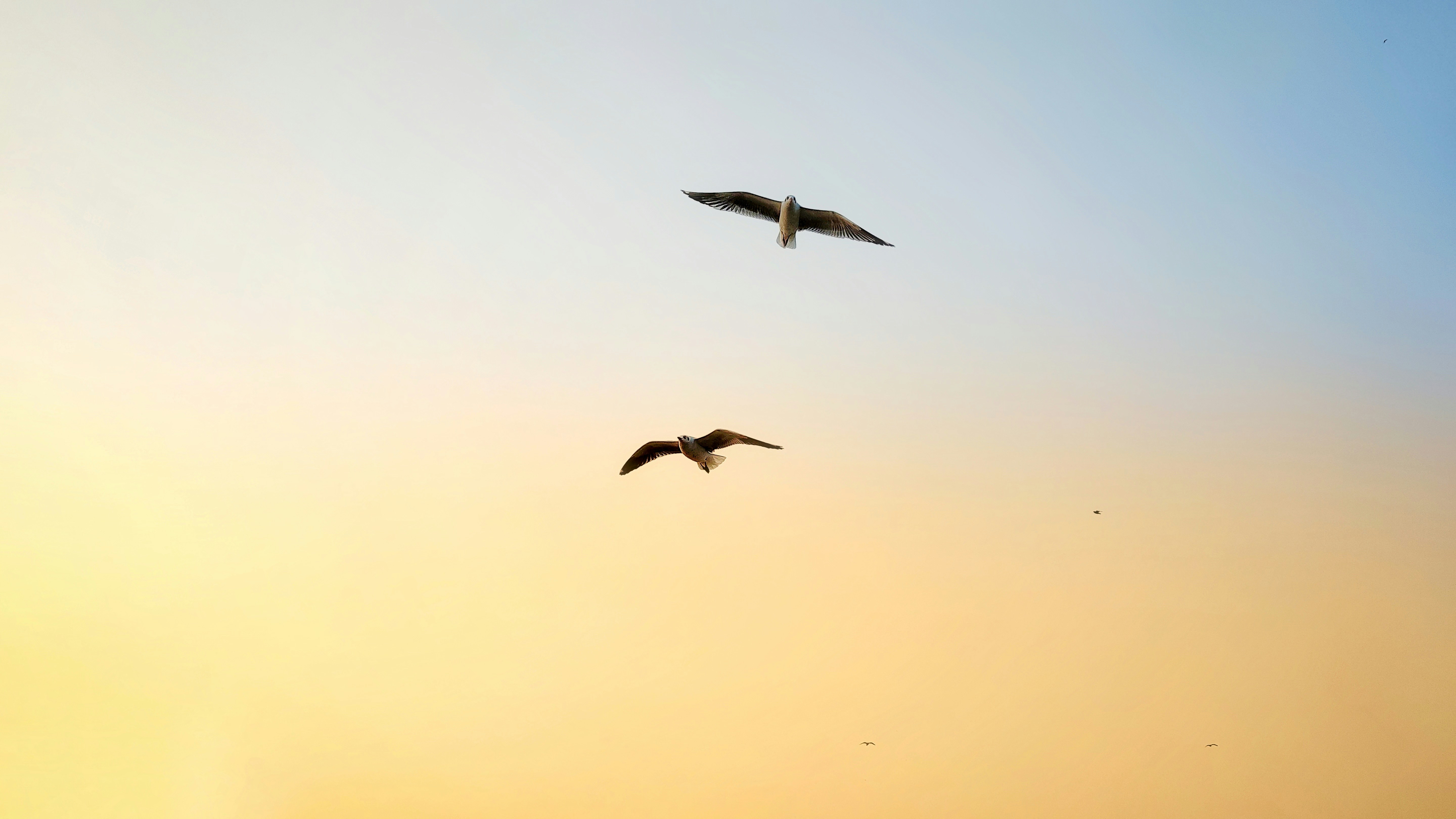 Two birds gliding gracefully against a gradient sky transitioning from soft blue to warm hues. 