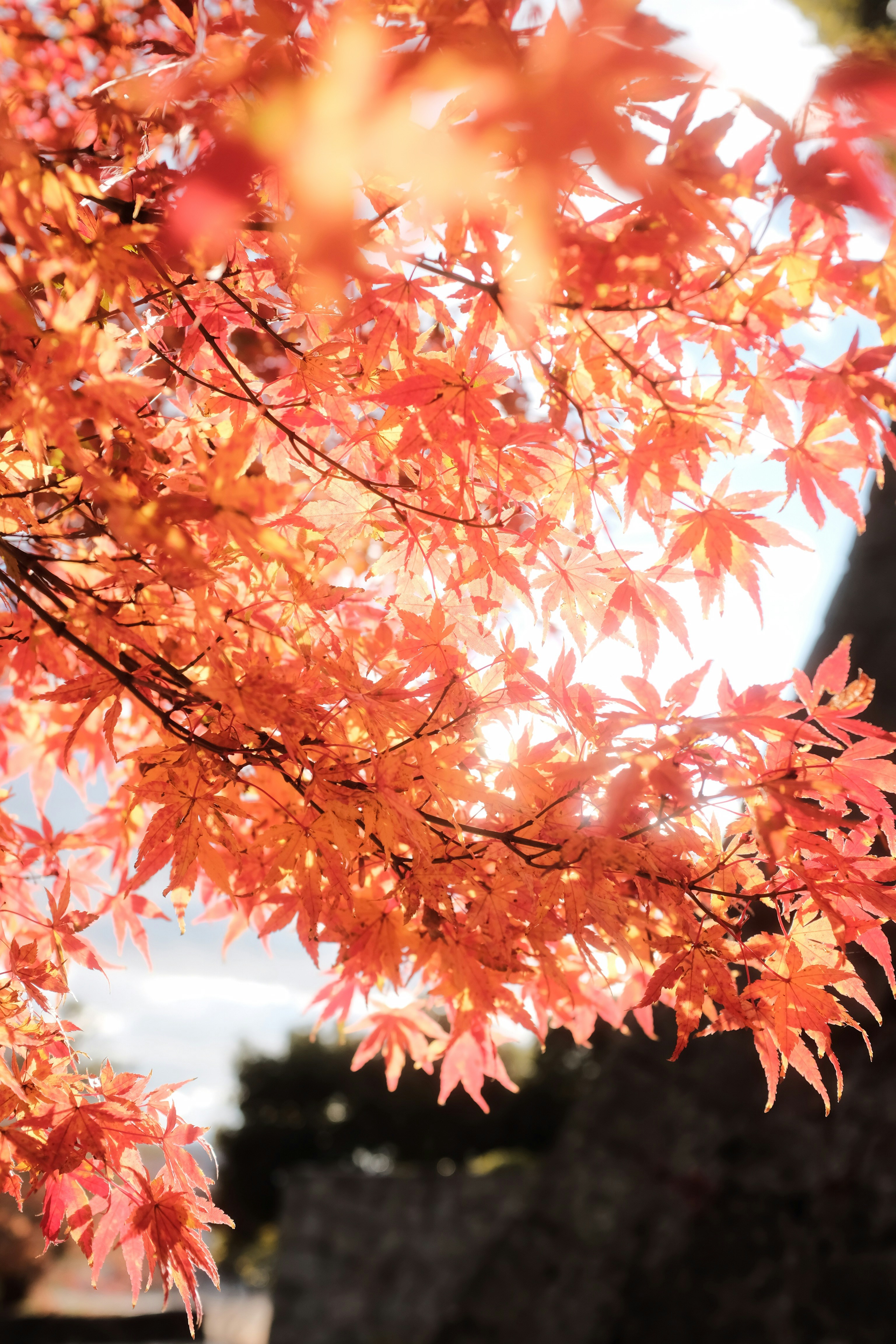 Pink and white maple tree photo – Free Leaf Image on Unsplash