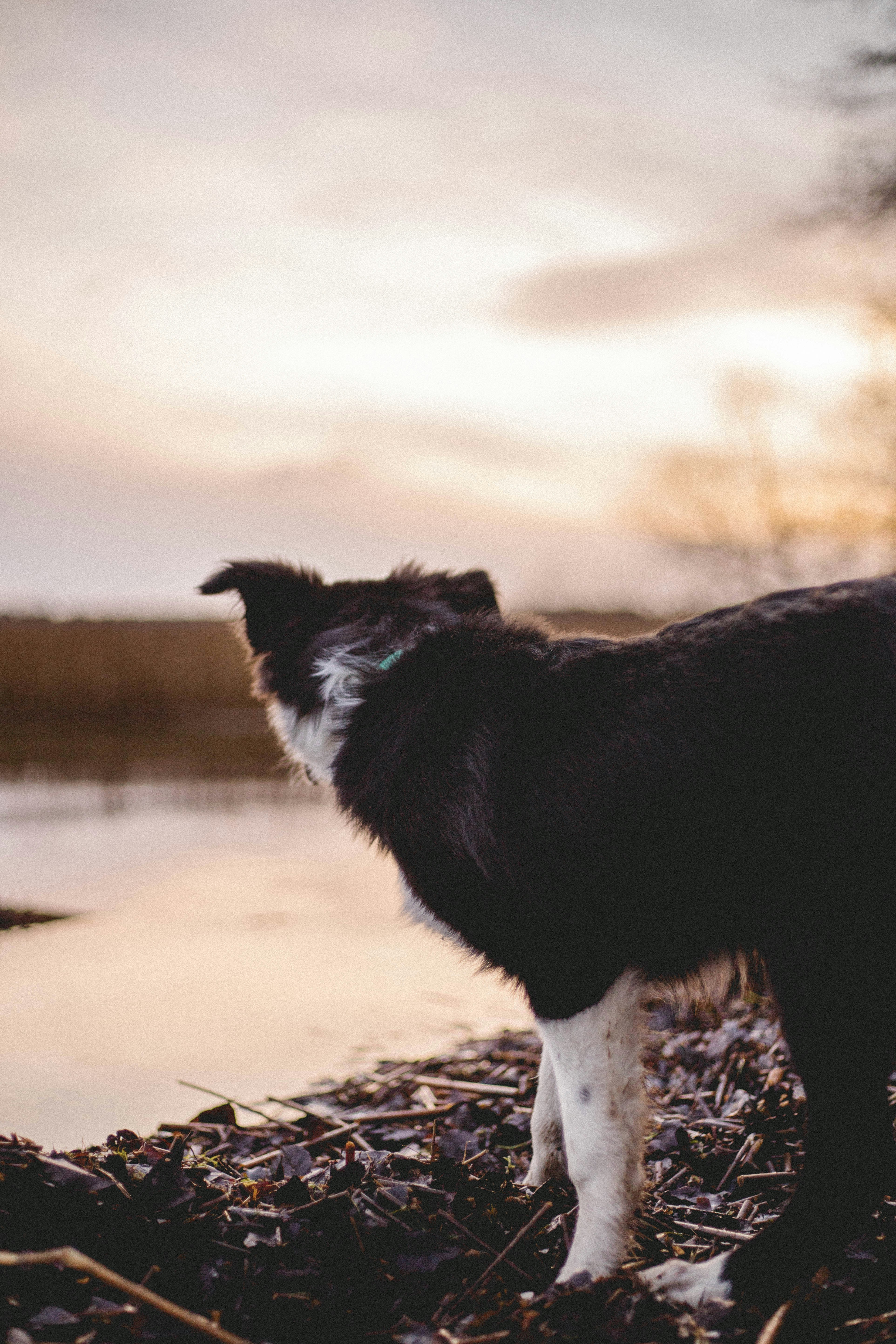 Dusk Watcher by the Quiet Lake: A Border Collie at the Shore