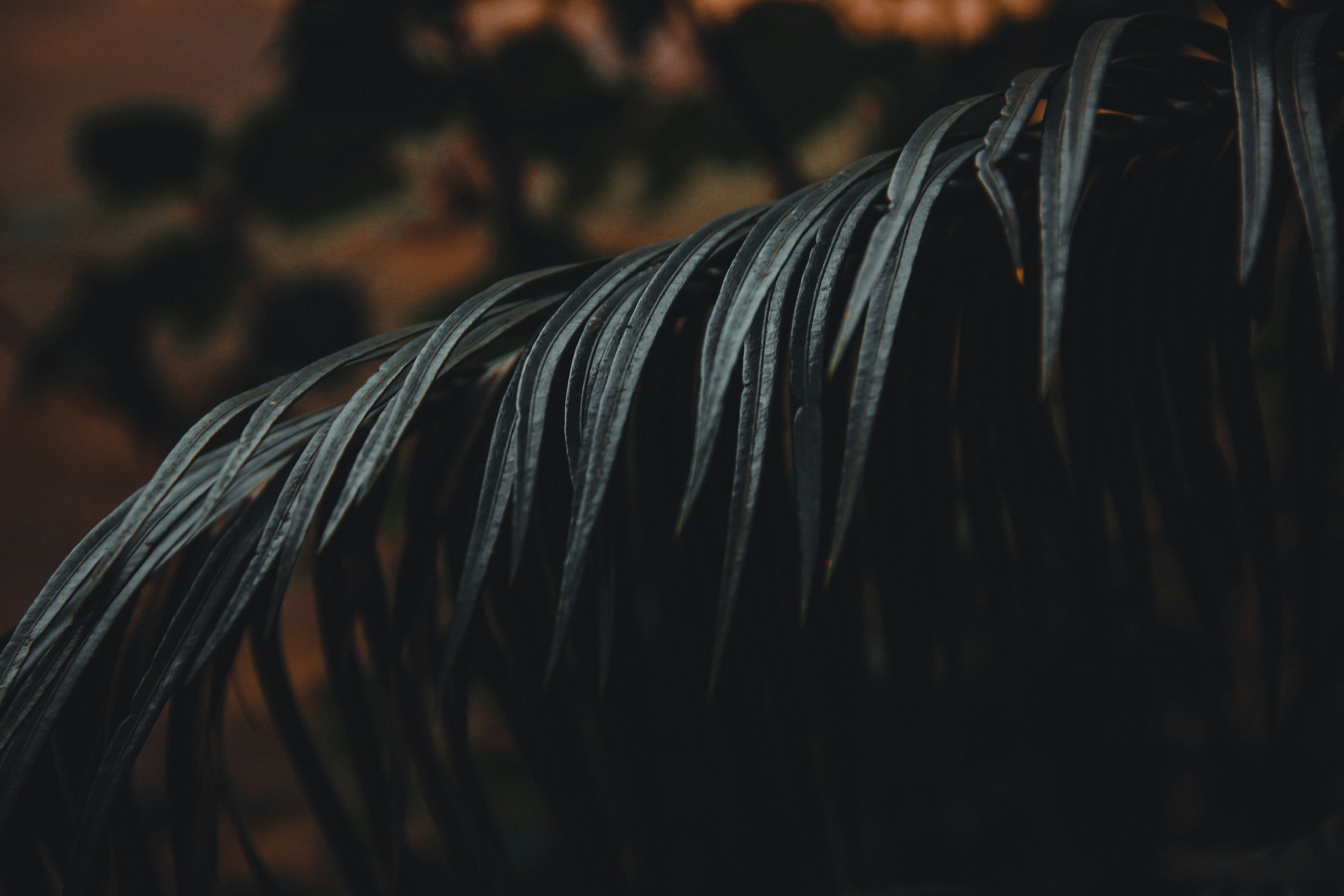 black and white feather in close up photography