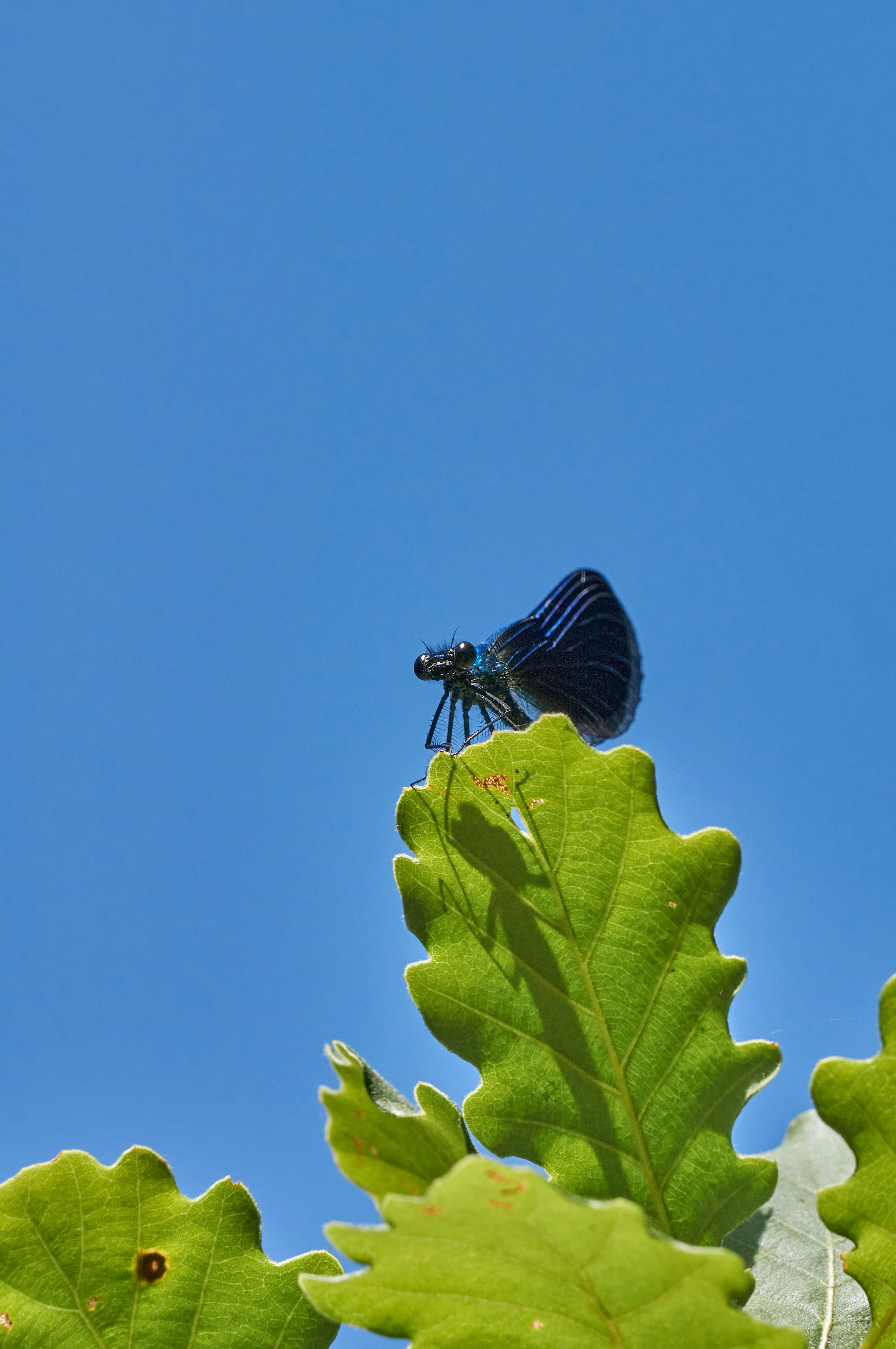 Blue-Winged Butterfly on a Sunlit Oak Leaf Under a Cerulean Sky