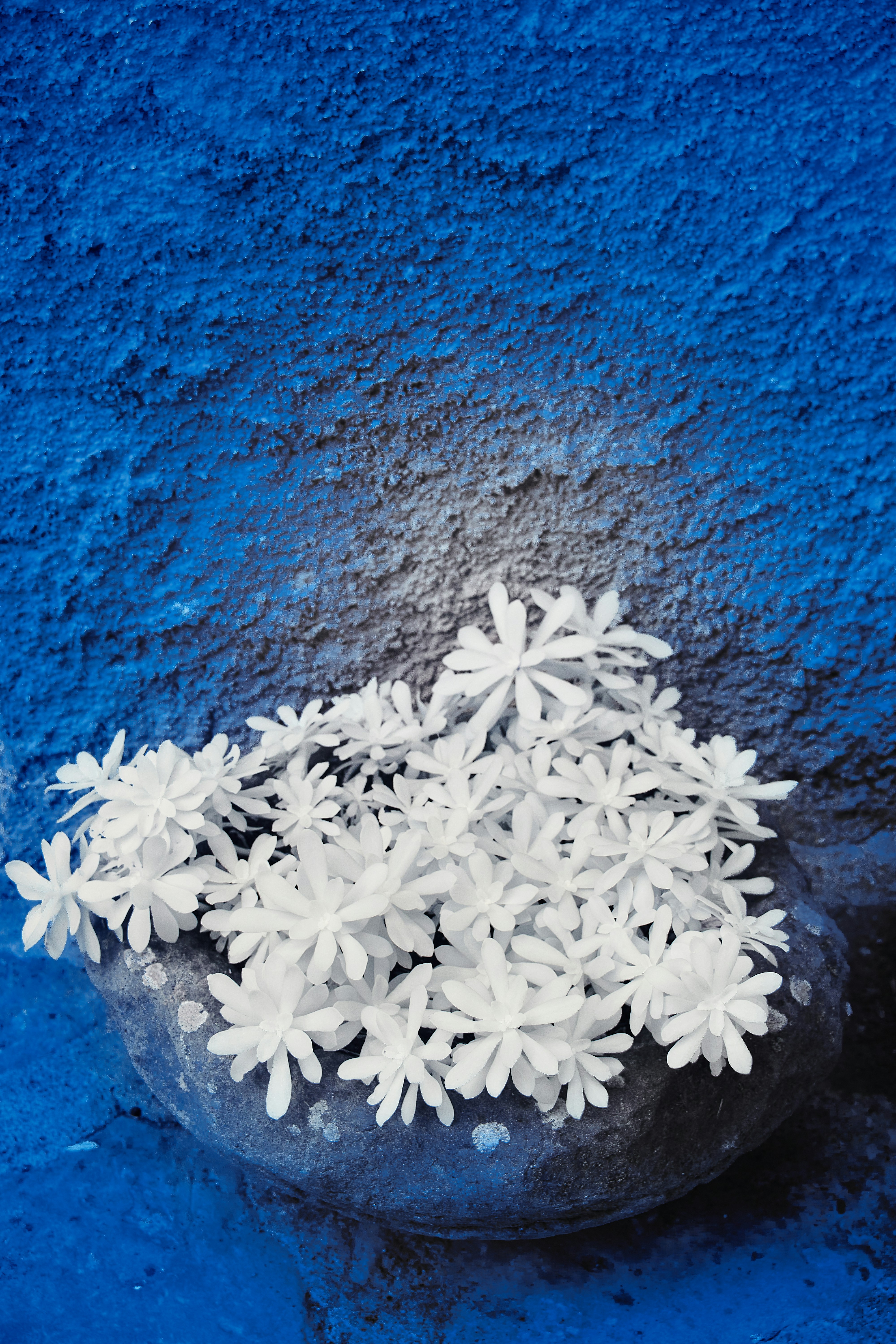 Cobalt Backdrop, White Daisies: A Quiet Still Life