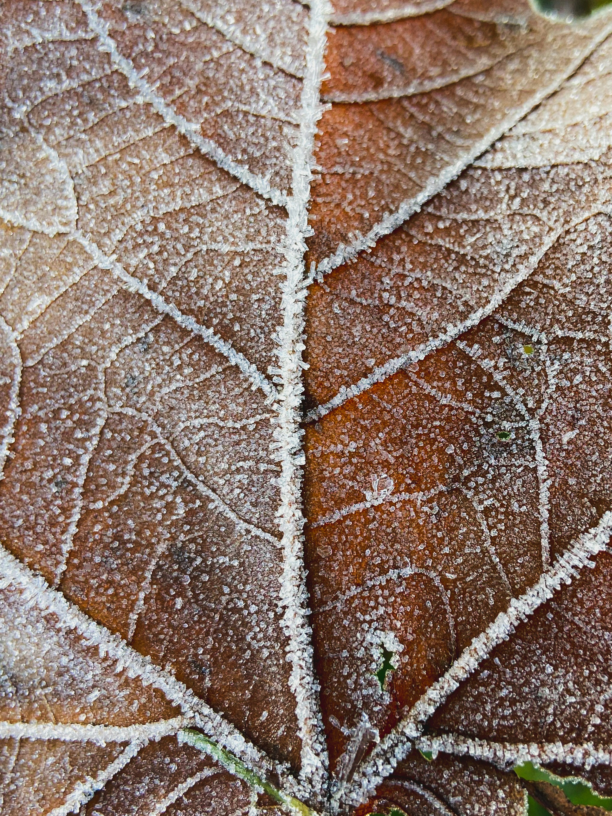 Frost-Laced Leaf Veins: Chilled Geometry Revealed